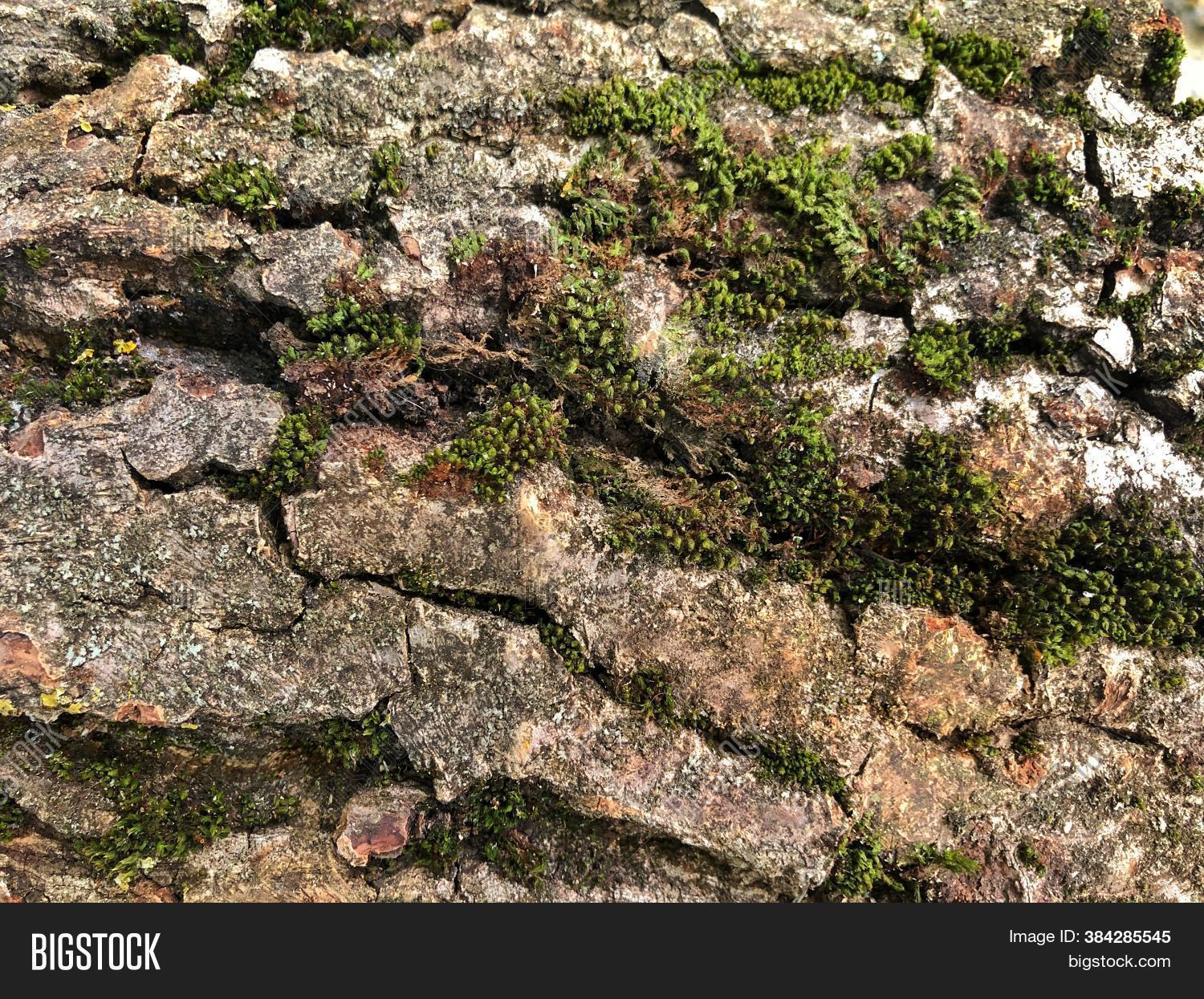 Texture Tree Bark Moss Image & Photo (Free Trial) | Bigstock