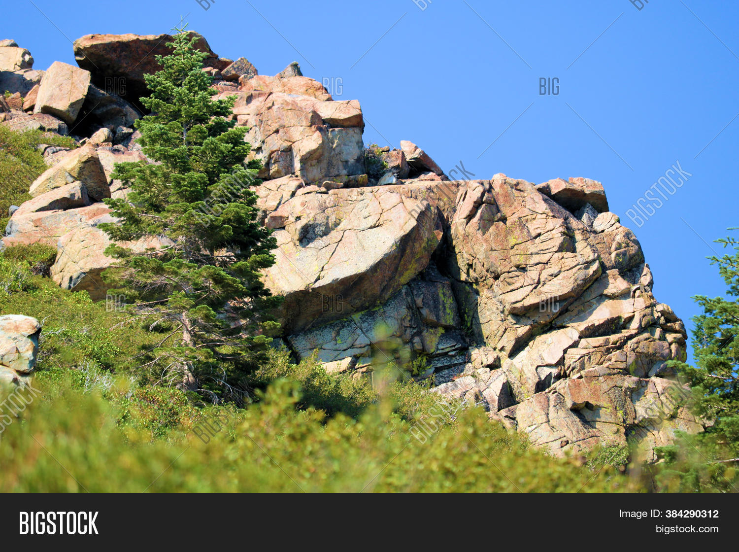 Alpine Meadow Pine Image & Photo (Free Trial) | Bigstock