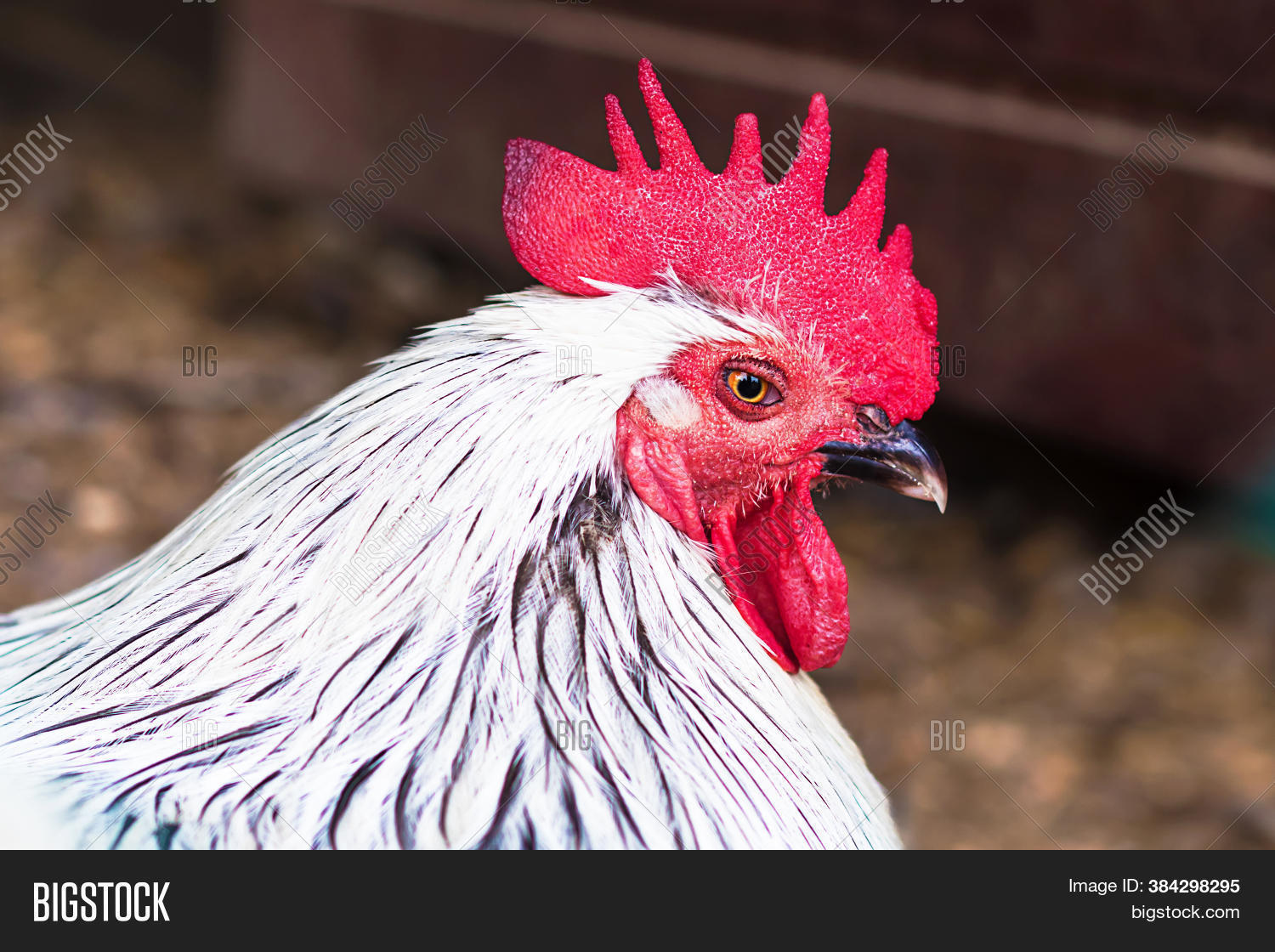 Portrait Javanese Image & Photo (Free Trial) | Bigstock