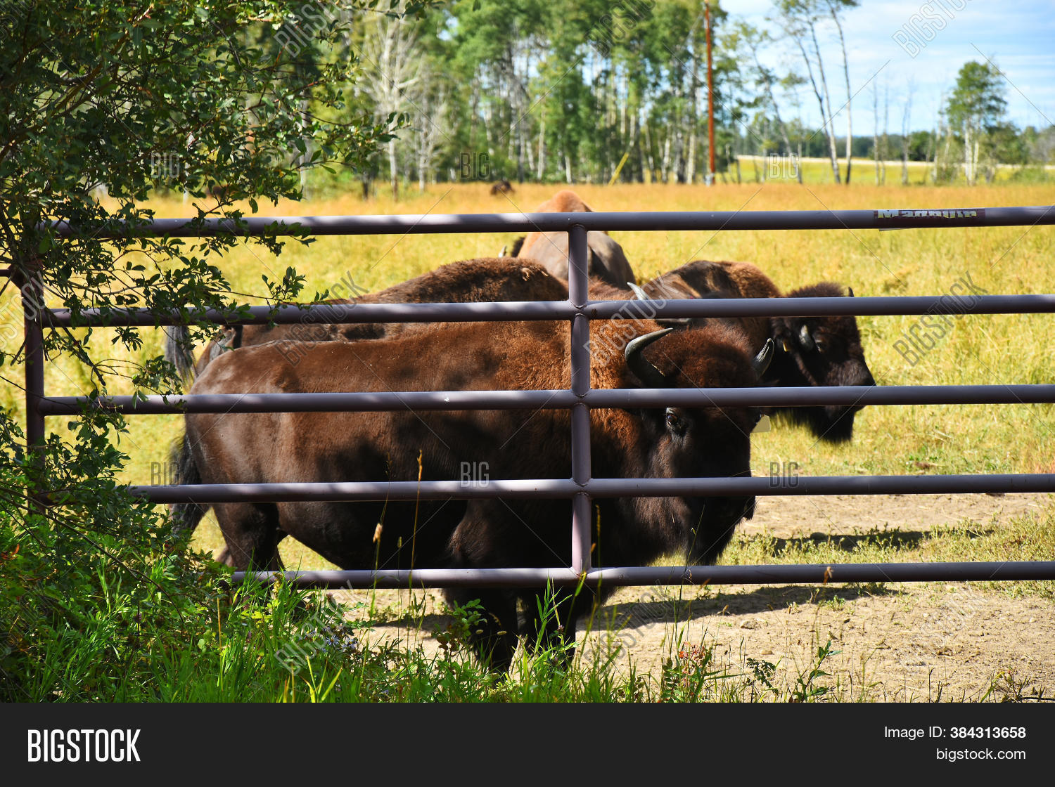 Image Domesticated Image & Photo (Free Trial) | Bigstock