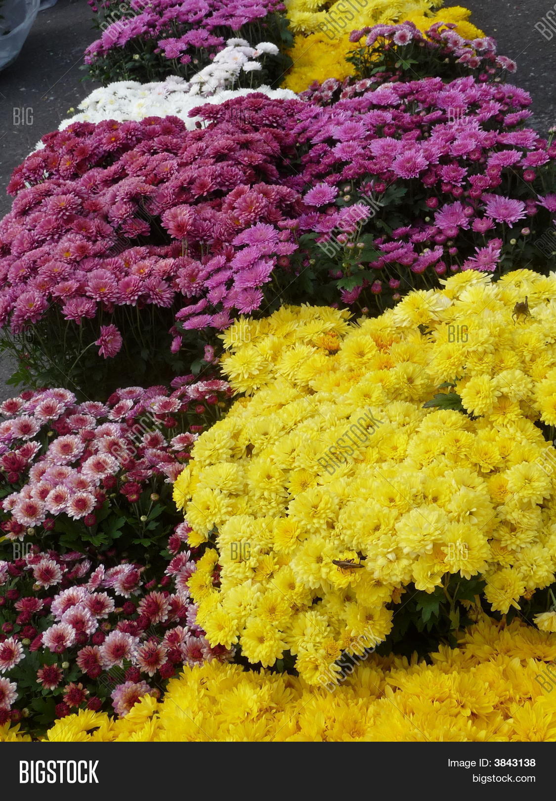 Autumn Flowers Image & Photo (Free Trial) | Bigstock