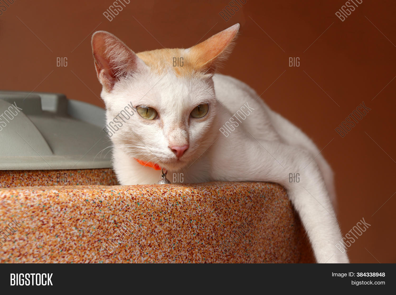 White Cat Laying Down Image & Photo (Free Trial) | Bigstock