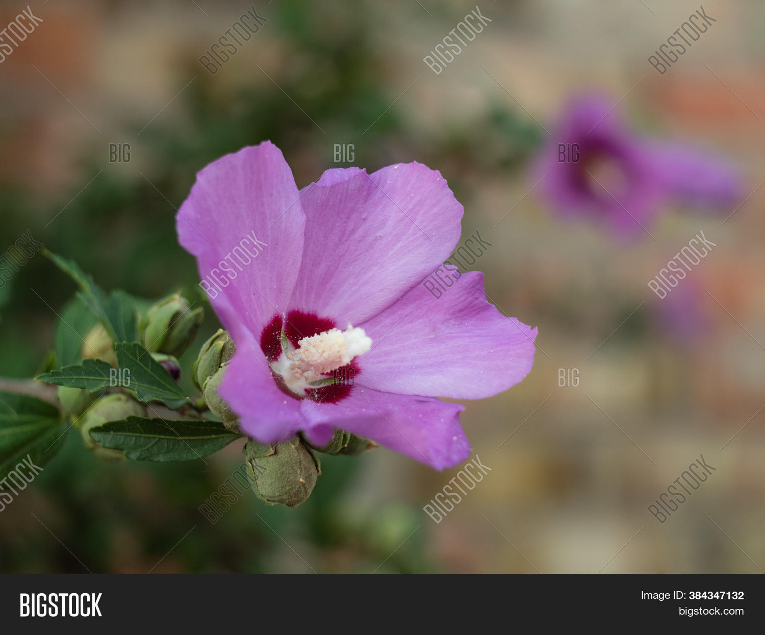 Syrian Hibiscus Close Image & Photo (Free Trial) | Bigstock