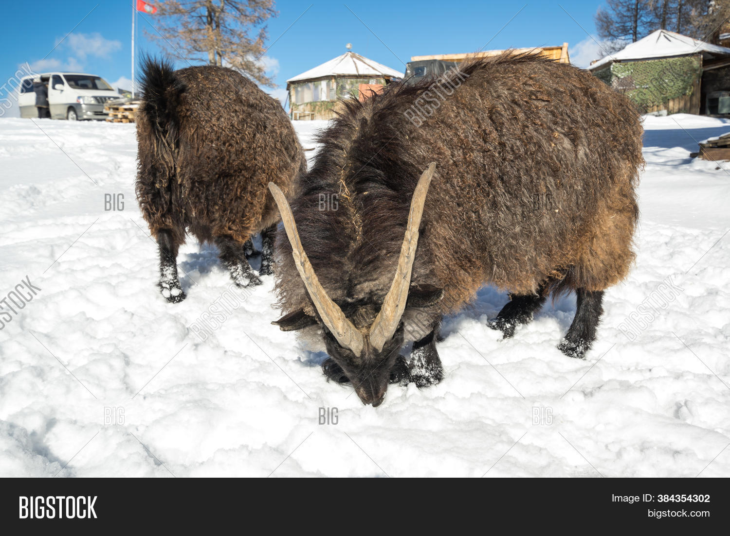 View Goats Altay Image & Photo (Free Trial) | Bigstock