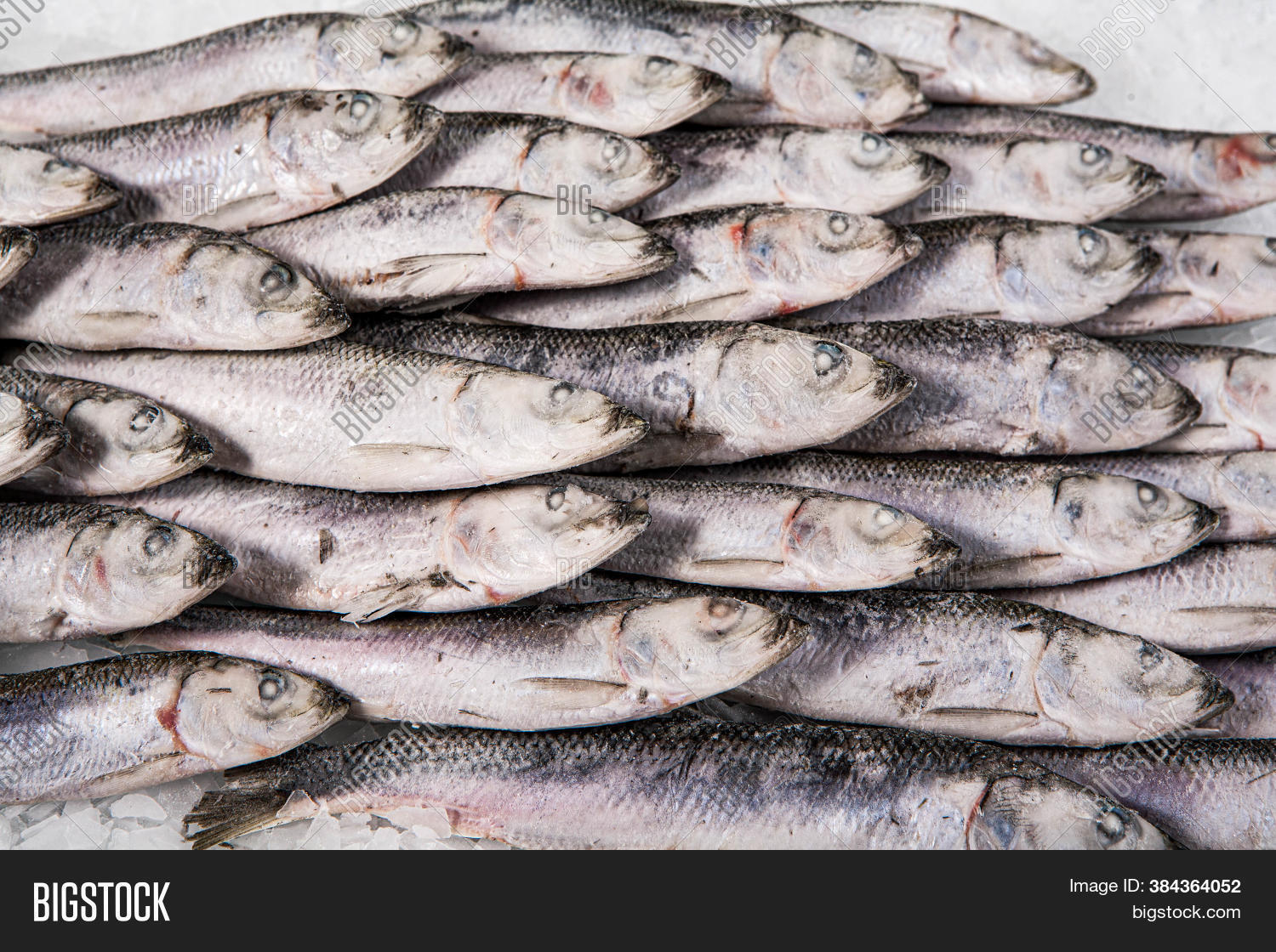 Fresh Sprat Folded On Image & Photo (Free Trial) | Bigstock
