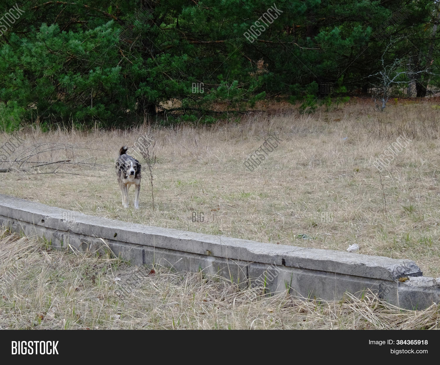 Feral Dog Chernobyl Image & Photo (Free Trial) | Bigstock