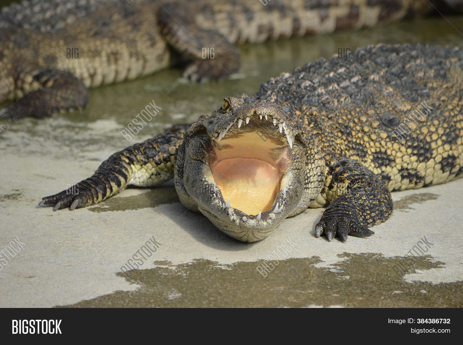Freshwater Crocodile Image & Photo (Free Trial) | Bigstock