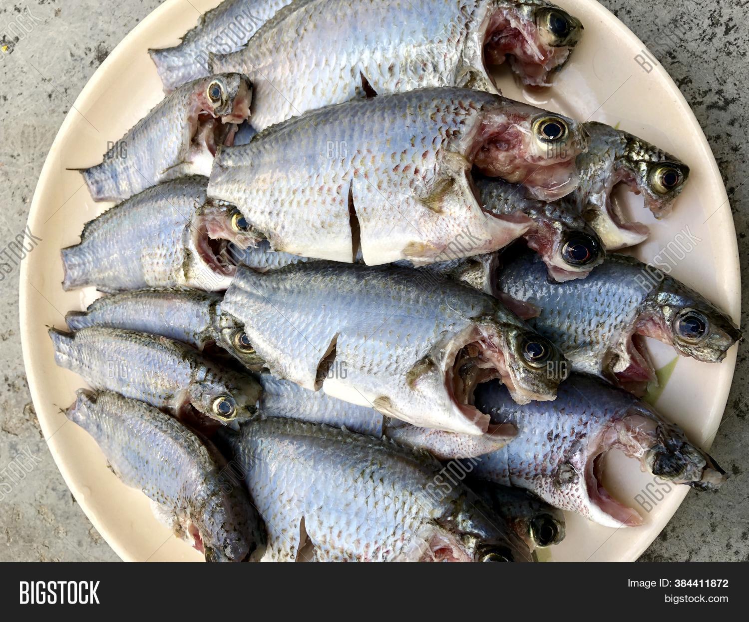 Freshwater Jalebi Fish Image & Photo (Free Trial) | Bigstock