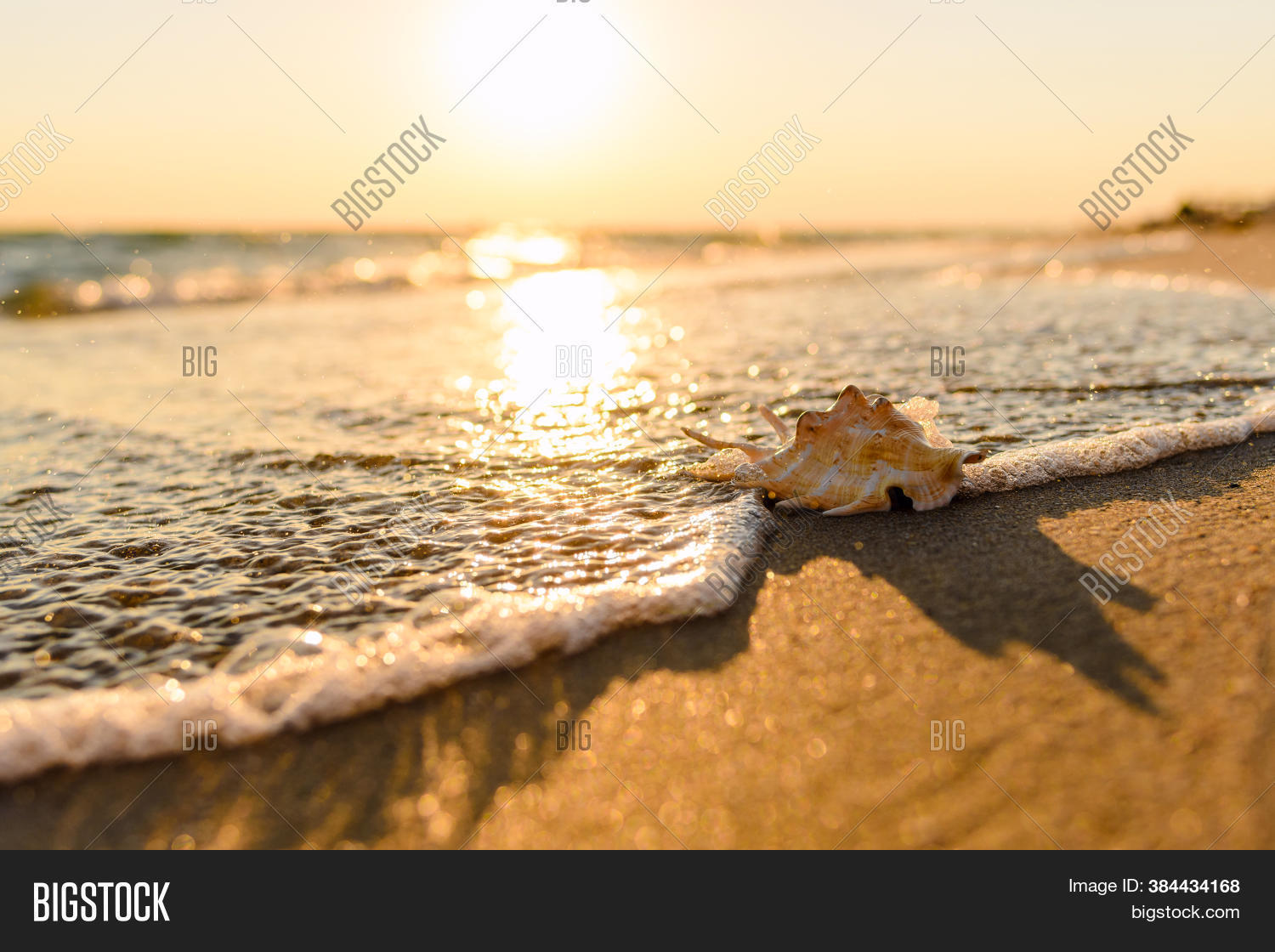 Large Beautiful Shell Image & Photo (Free Trial) | Bigstock
