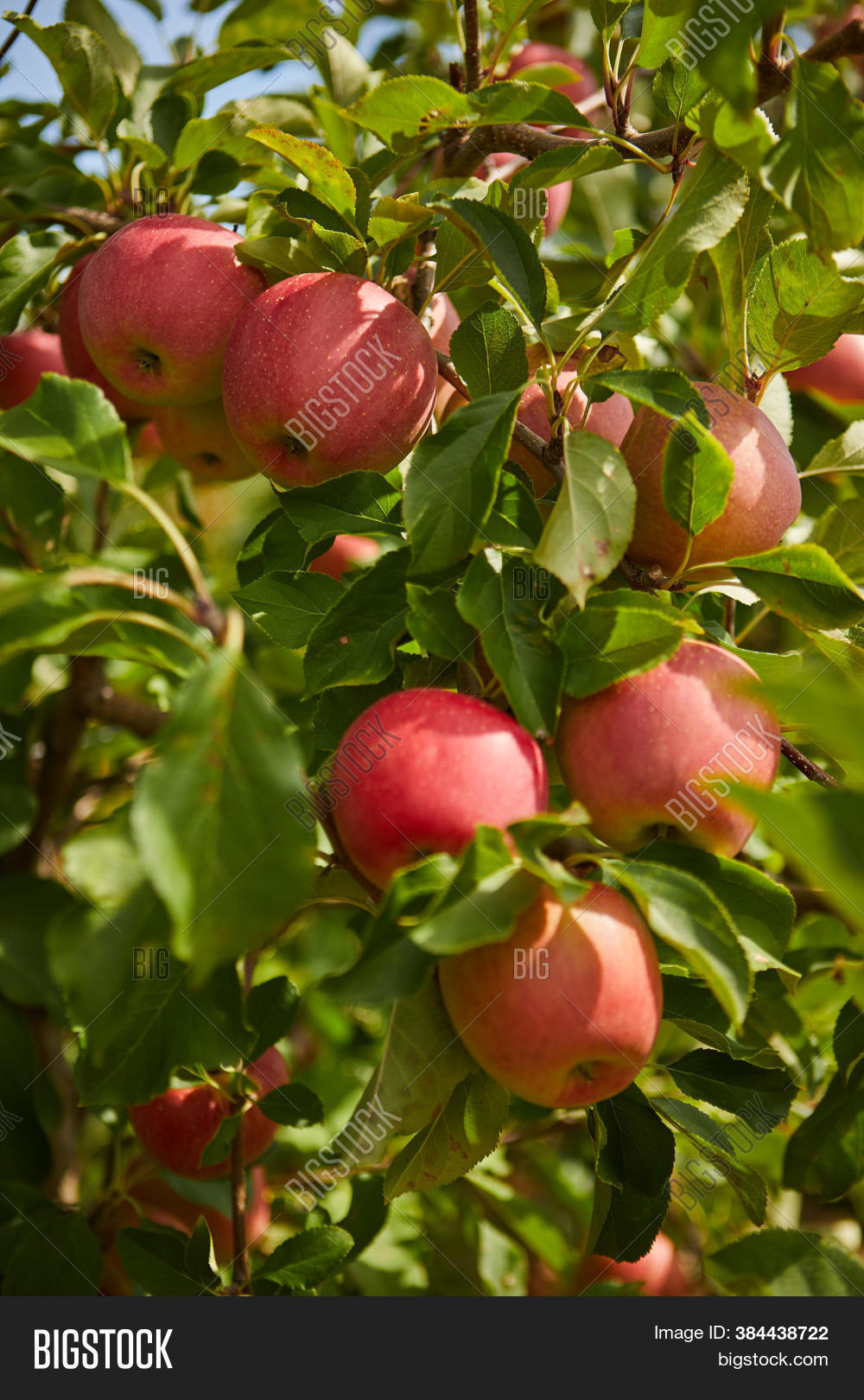 Shiny Delicious Apples Image & Photo (Free Trial) | Bigstock