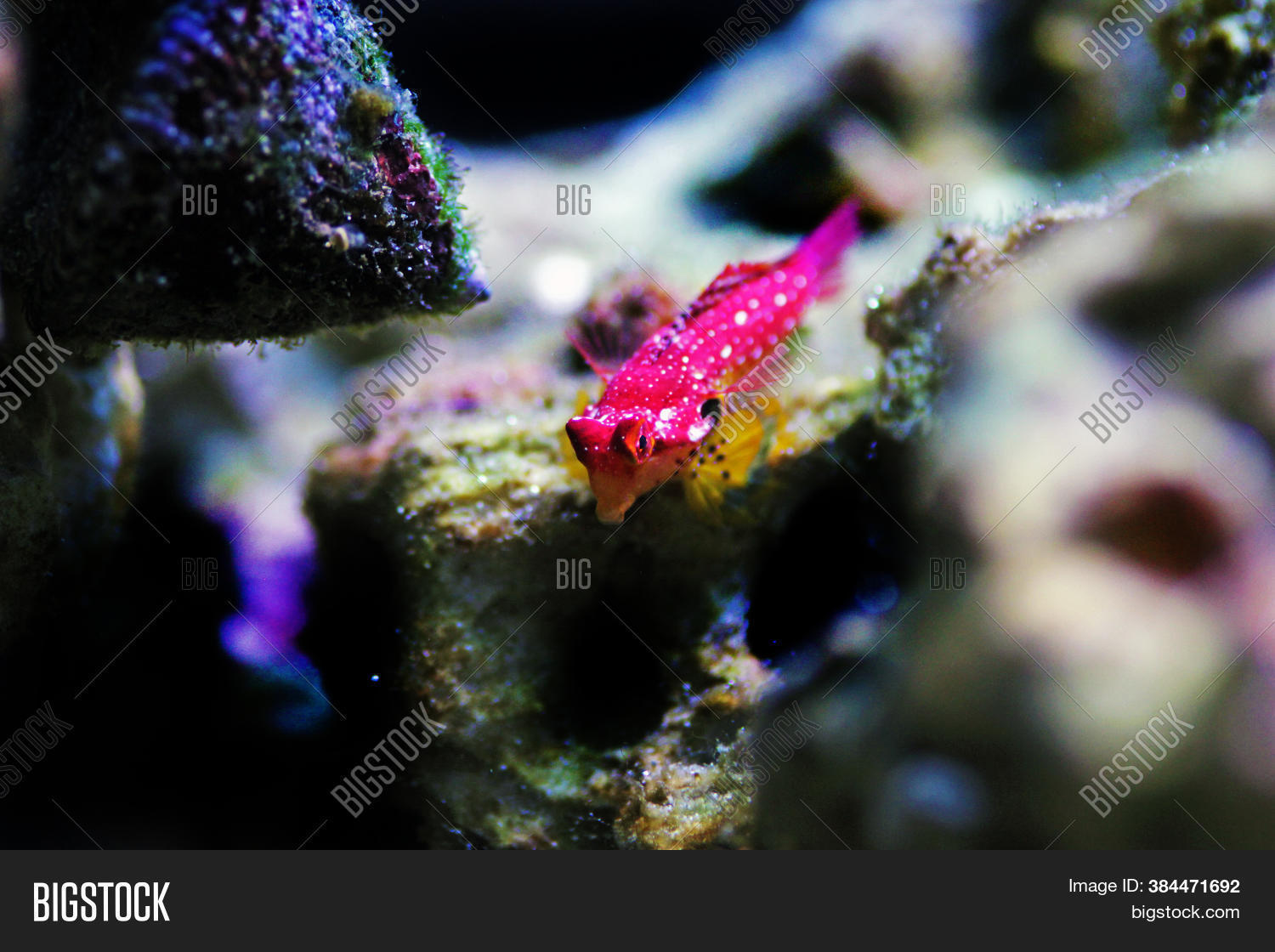 Red Ruby Dragonet Fish Image & Photo (Free Trial) | Bigstock