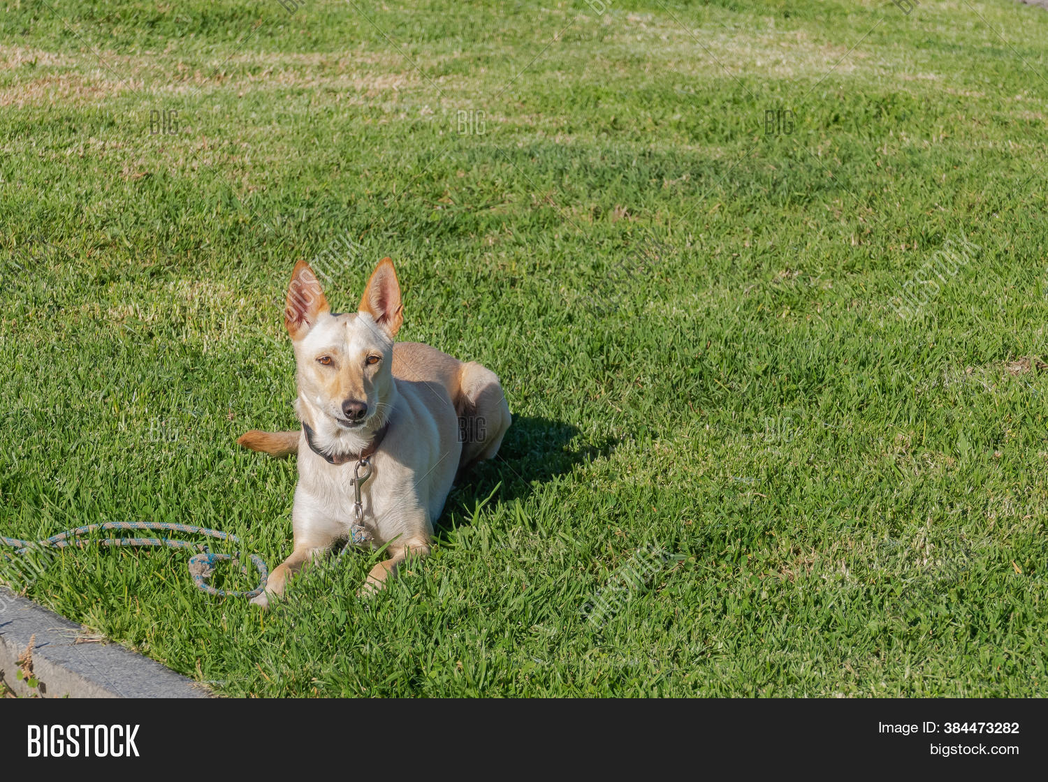 Dog Warren Hound On Image & Photo (Free Trial) | Bigstock
