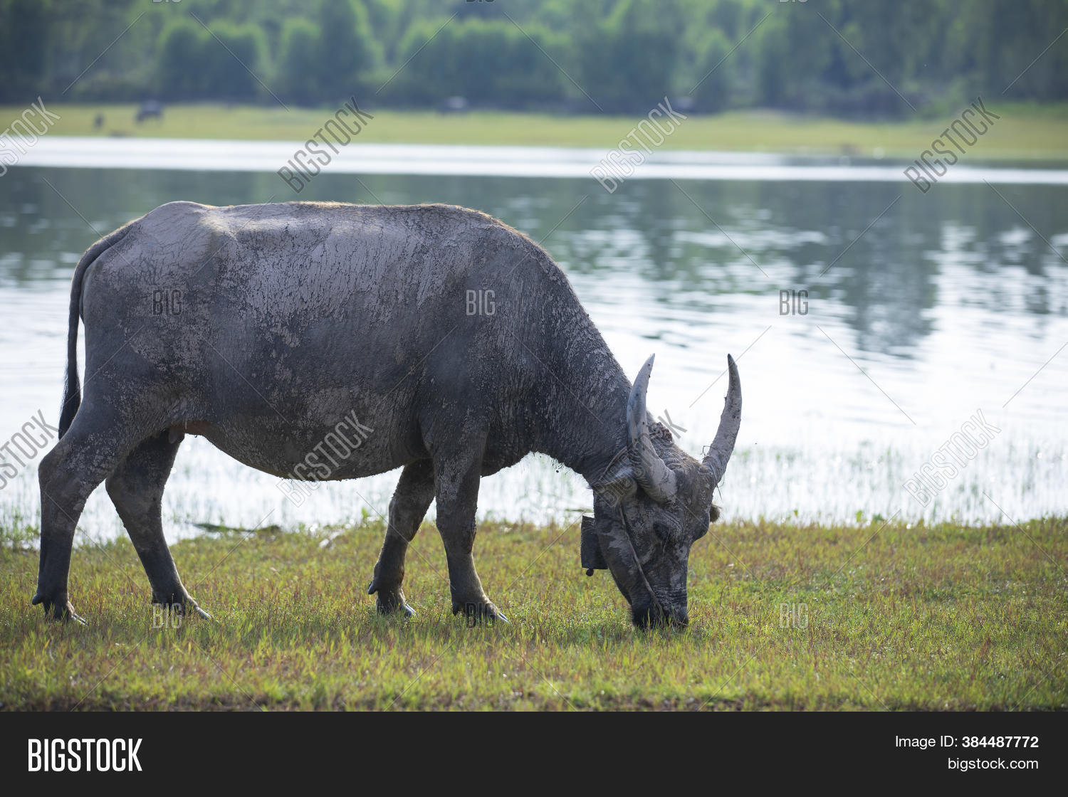 Asian Buffalo Eat Image & Photo (Free Trial) | Bigstock