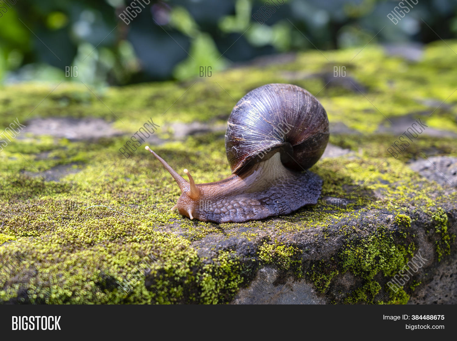 Big Snail Shell Image & Photo (Free Trial) | Bigstock
