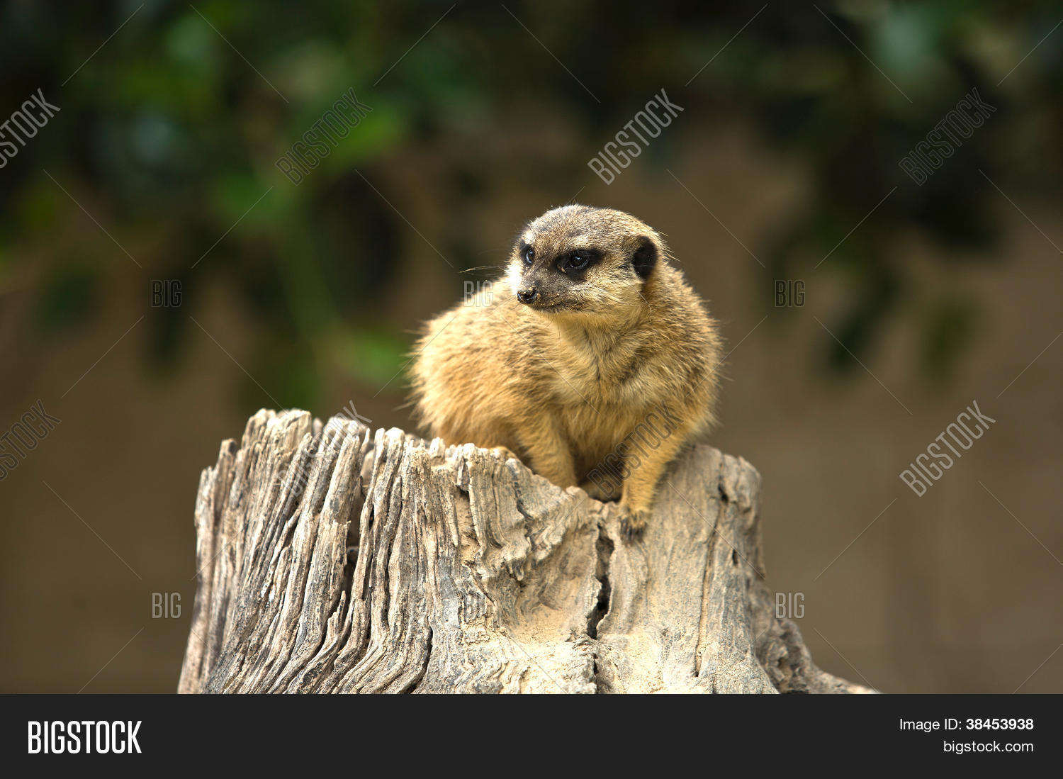 Meerkat Lies Low Image & Photo (Free Trial) | Bigstock
