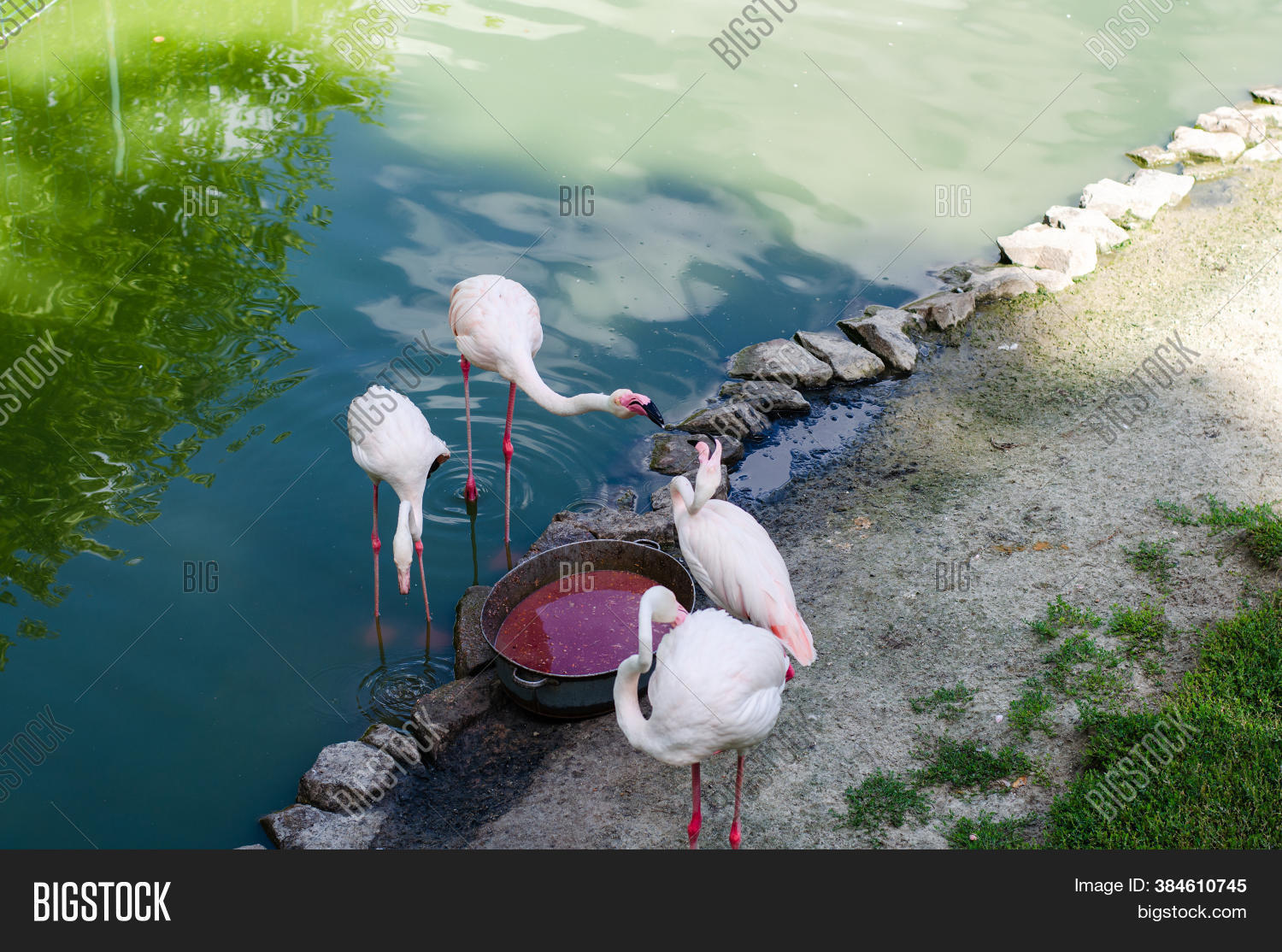Pink Flamingos Eat Image & Photo (Free Trial) | Bigstock