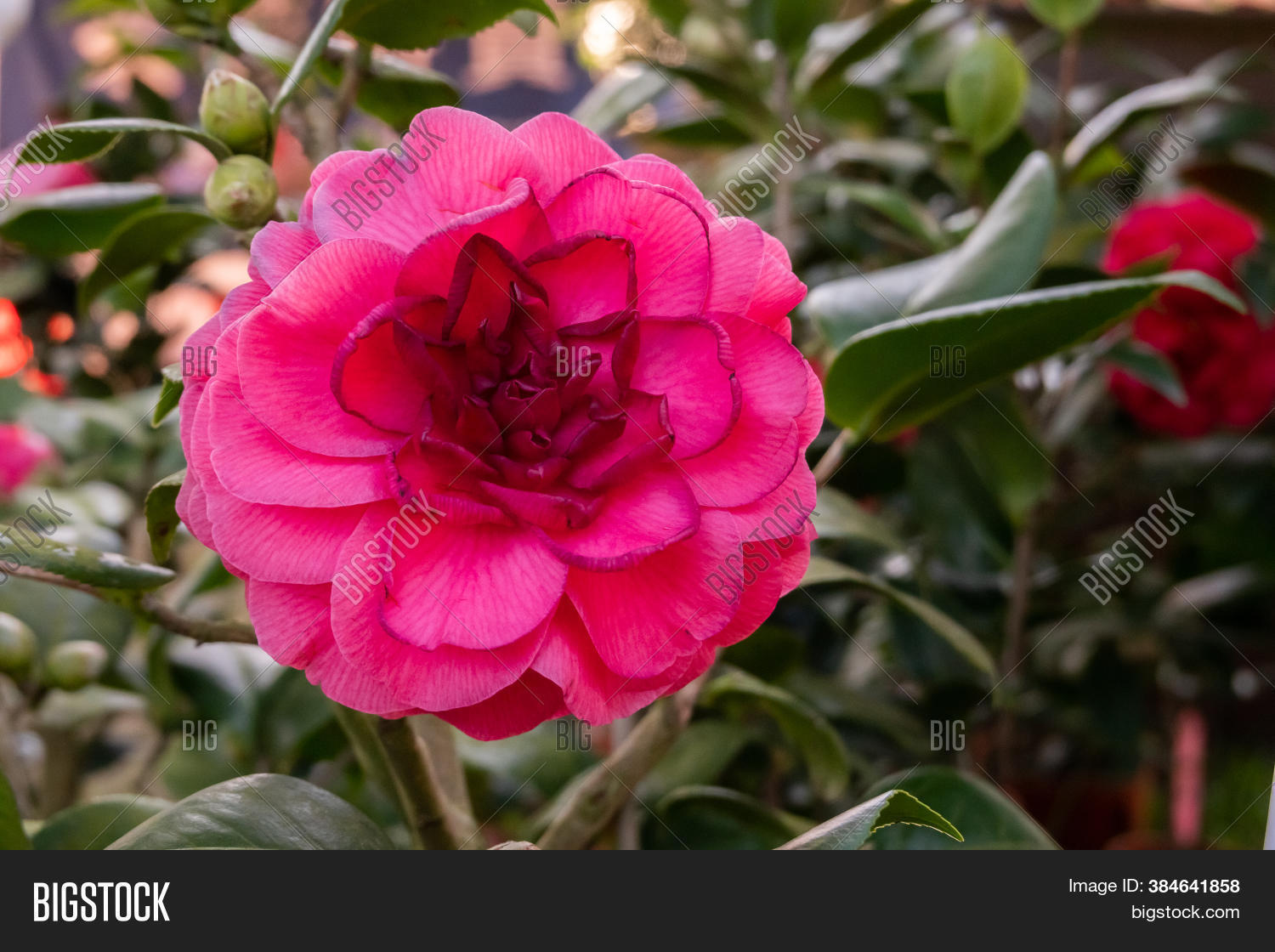 Pink Camellia Flowers Image & Photo (Free Trial) | Bigstock