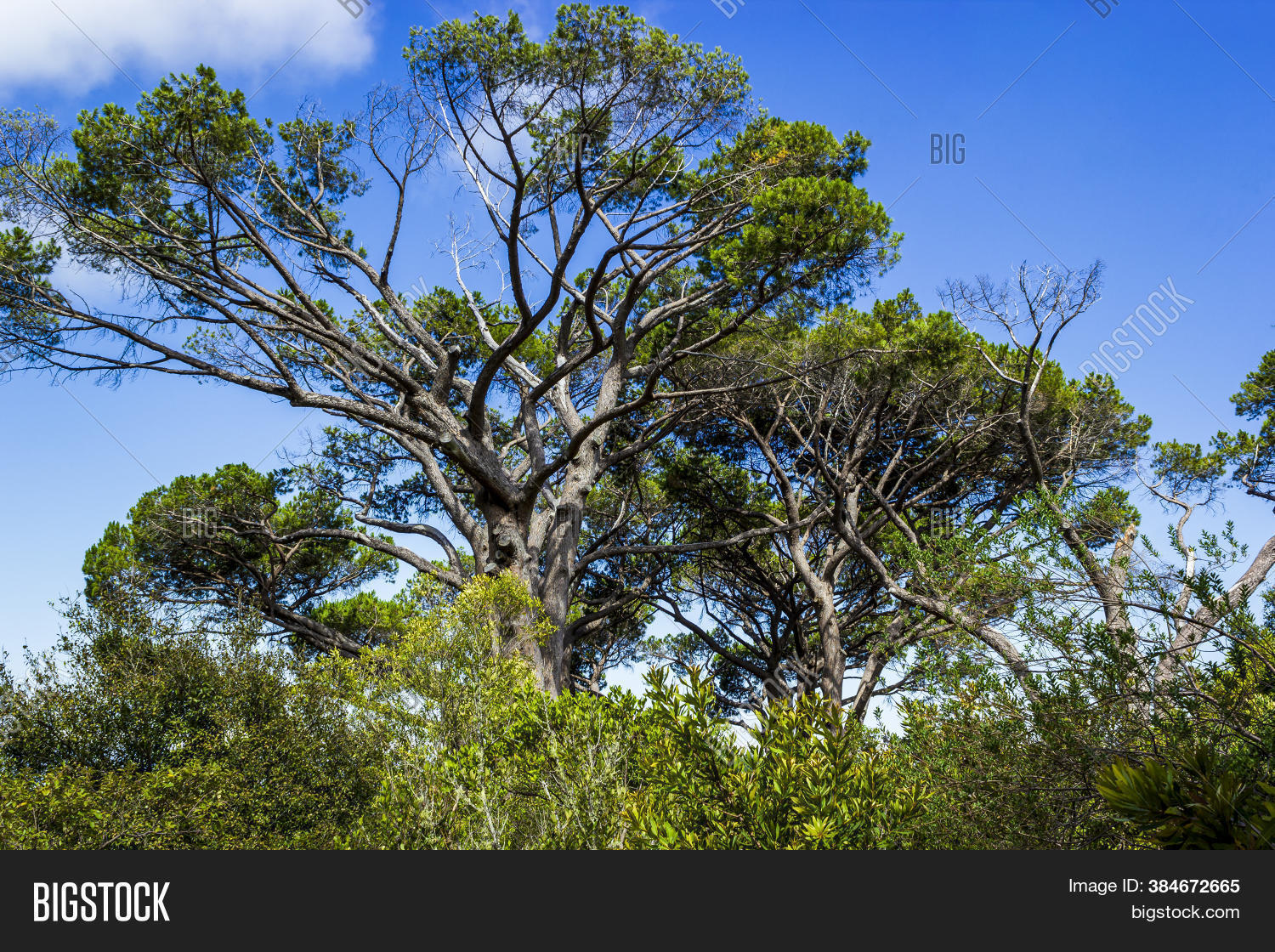 Huge South African Image & Photo (Free Trial) | Bigstock