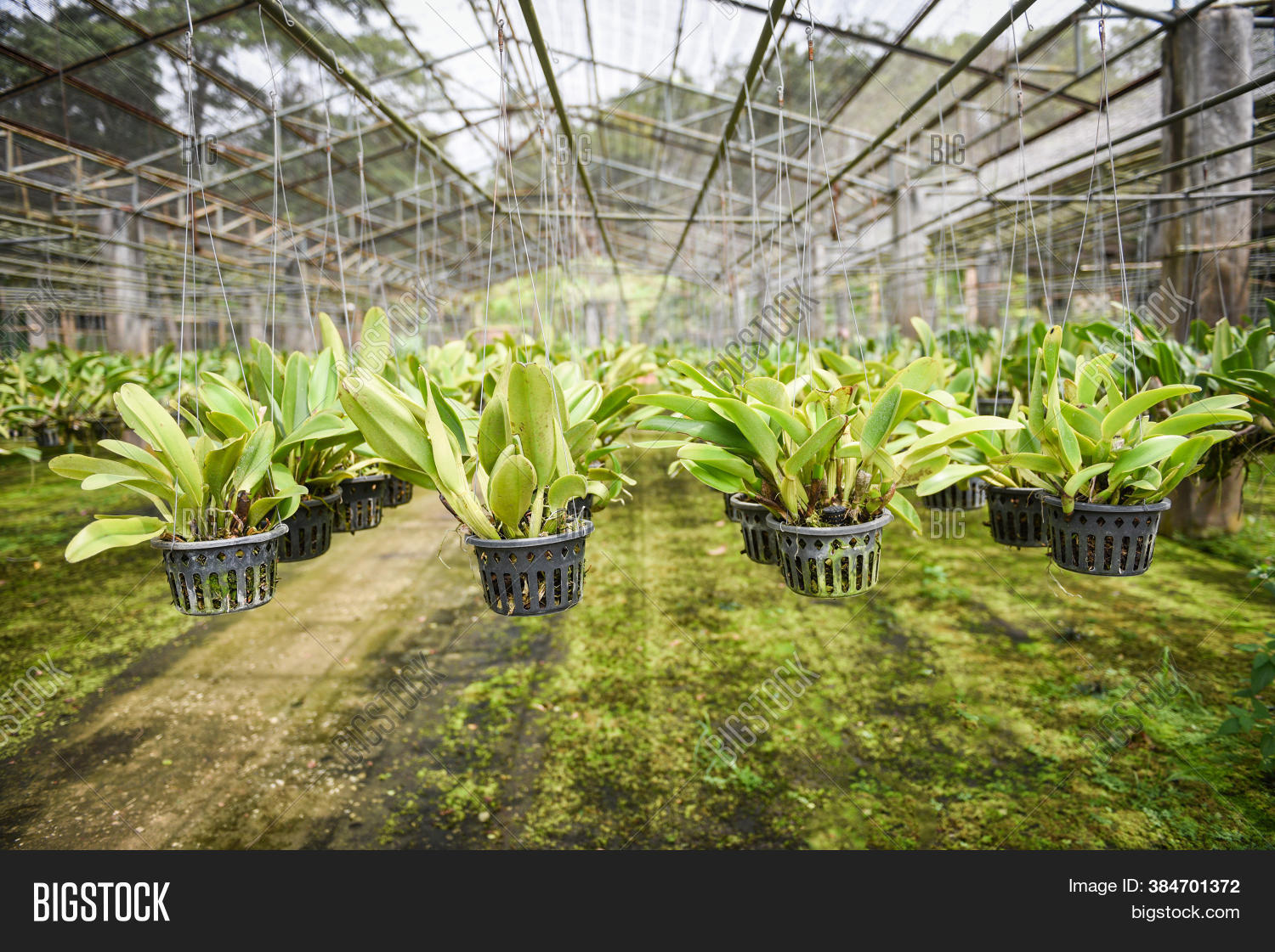 Orchid Farm Orchid Image & Photo (Free Trial) | Bigstock