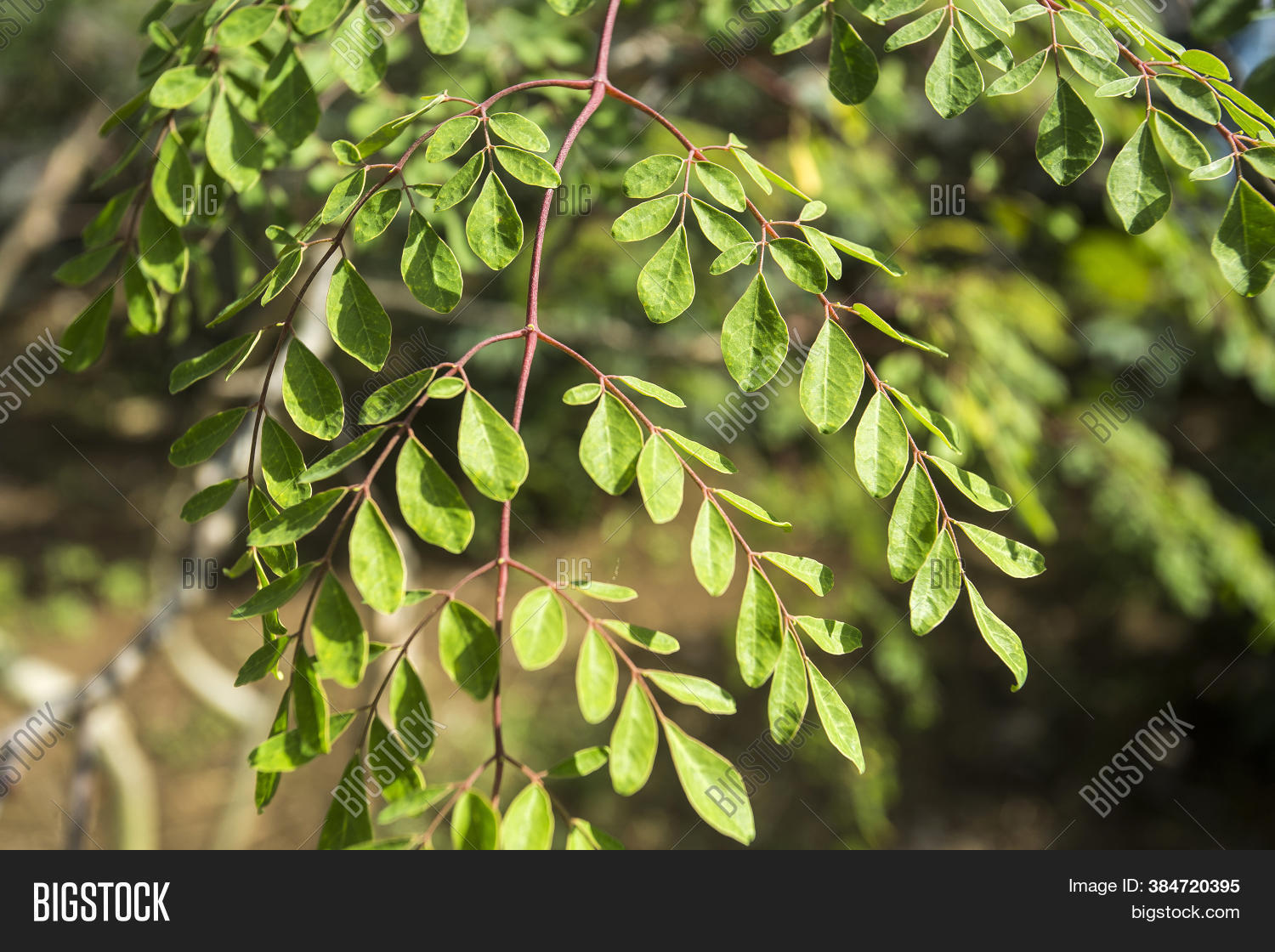 Organic Moringa Leaves Image & Photo (Free Trial) | Bigstock
