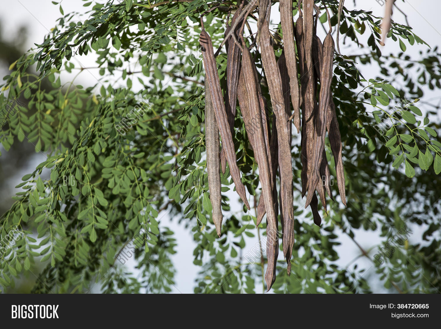 Moringa Leaves Pods On Image & Photo (Free Trial) | Bigstock