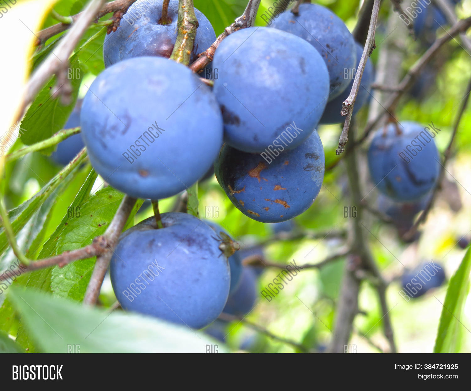Blue Plums Ripen Image & Photo (Free Trial) | Bigstock
