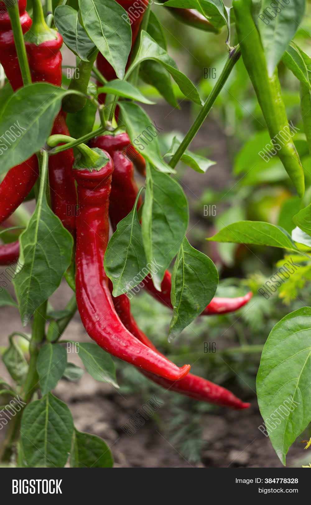 Ripe Red Hot Peppers Image & Photo (Free Trial) | Bigstock