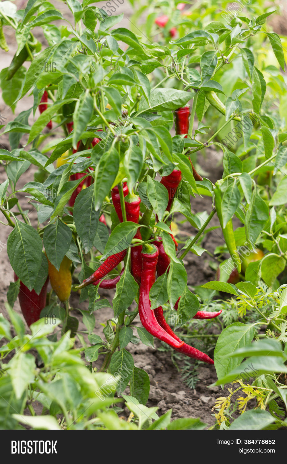 Ripe Red Hot Peppers Image & Photo (Free Trial) | Bigstock