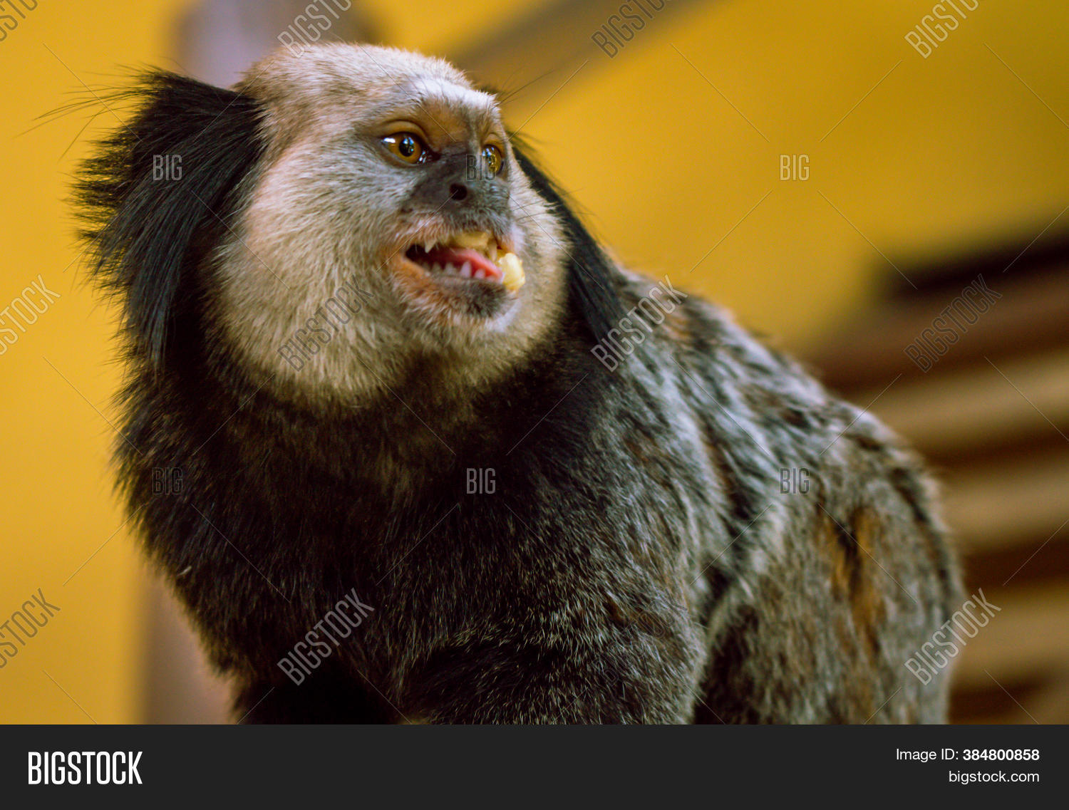 Little Monkey North Image & Photo (Free Trial) | Bigstock