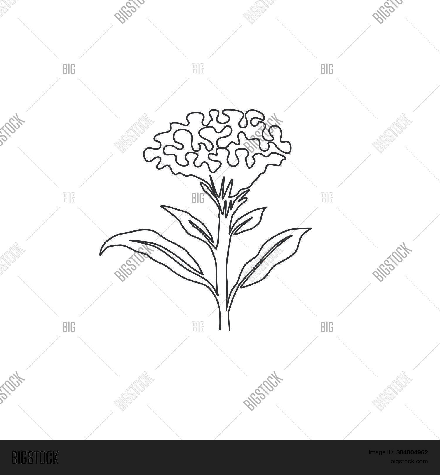 Heliotrope Flower Drawing