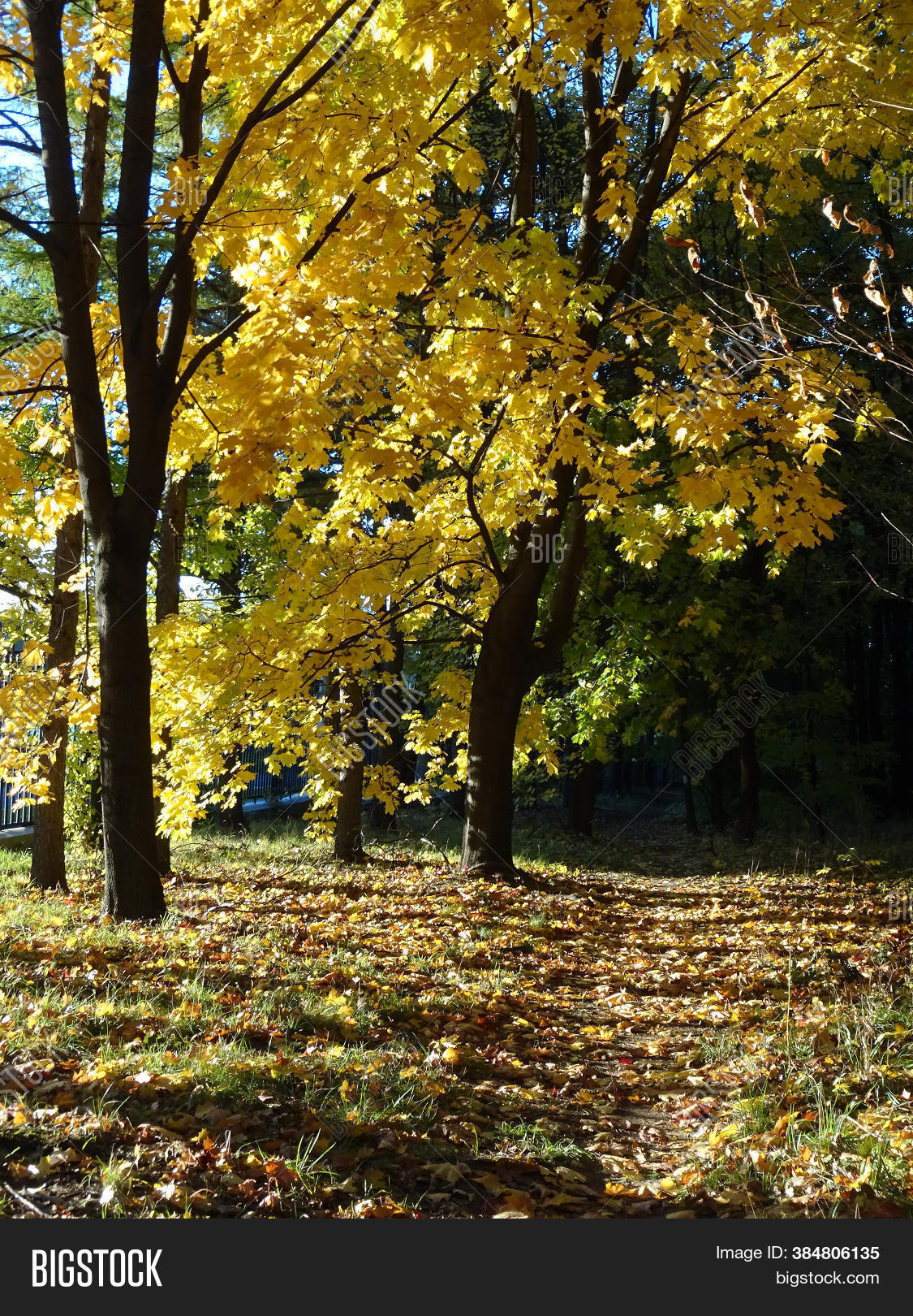 Yellow Maples Autumn Image & Photo (Free Trial) | Bigstock