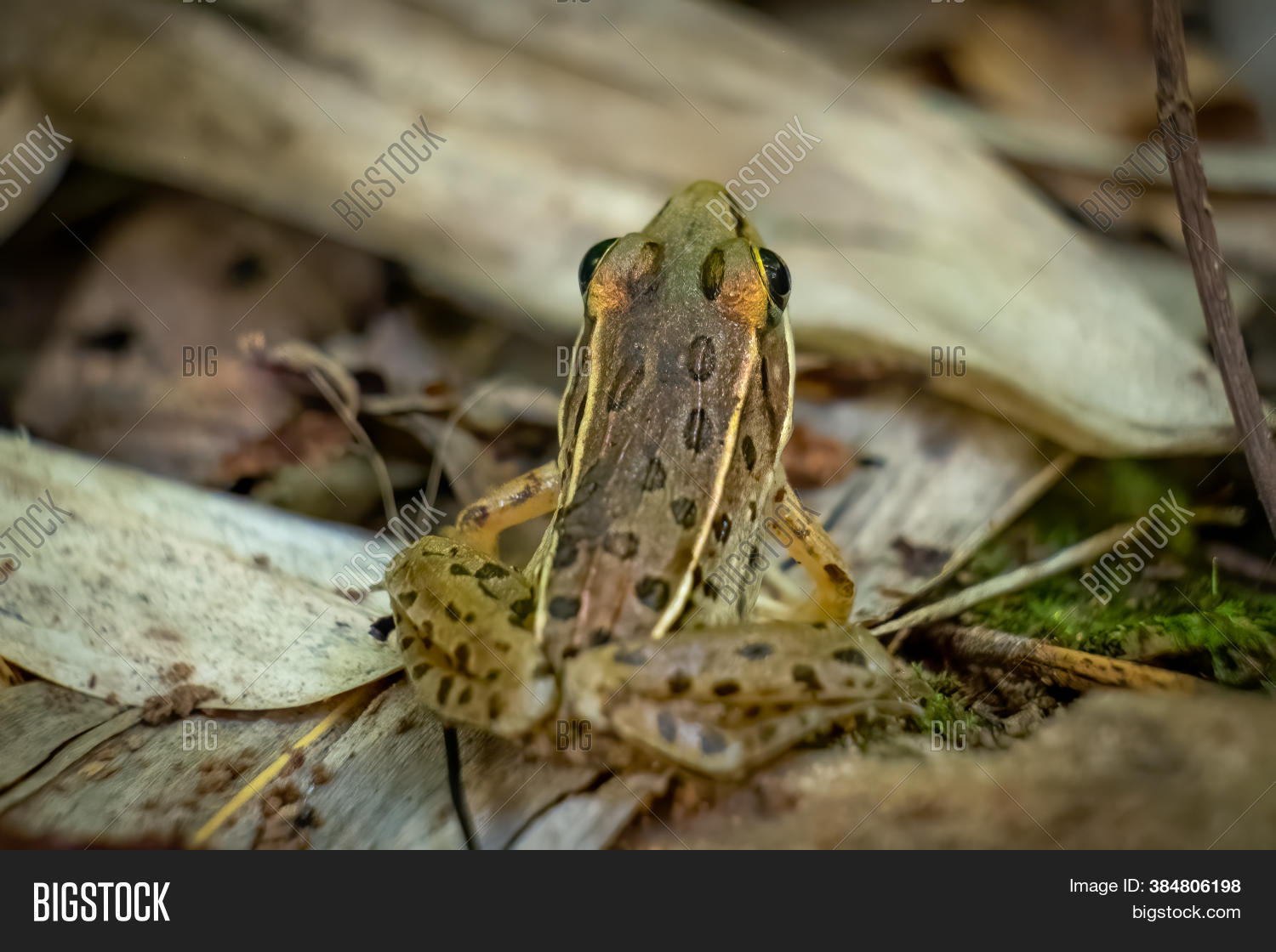 Juvenile Southern Image & Photo (Free Trial) | Bigstock