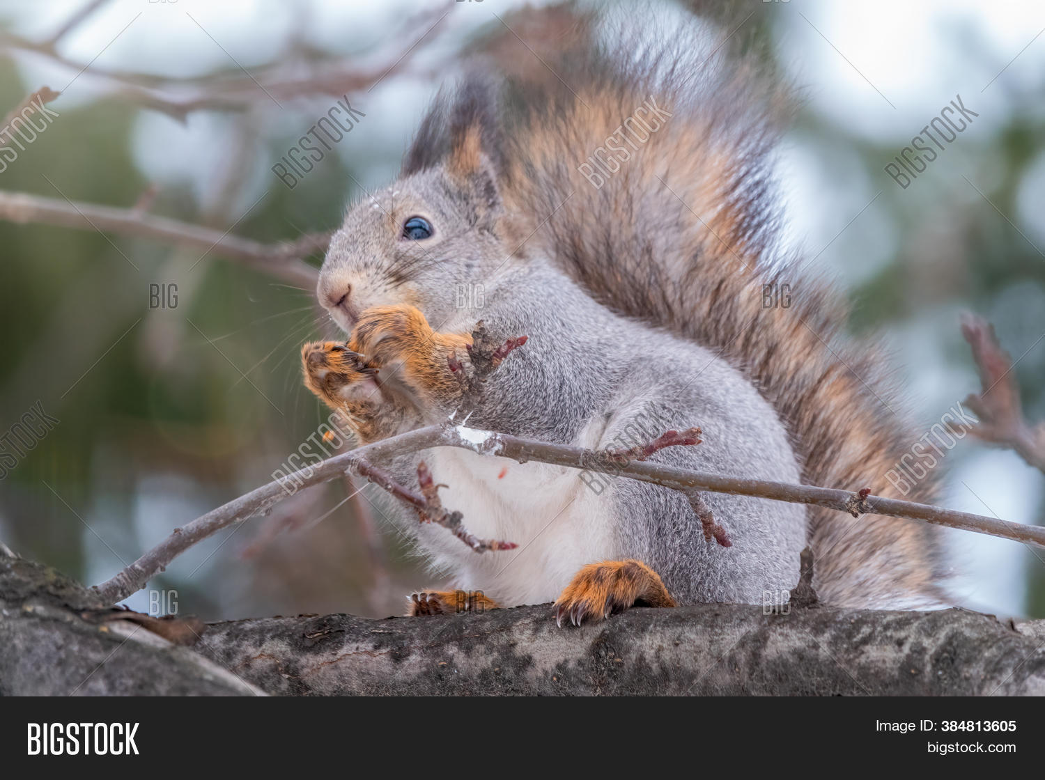 Squirrel Sits On Image & Photo (Free Trial) | Bigstock