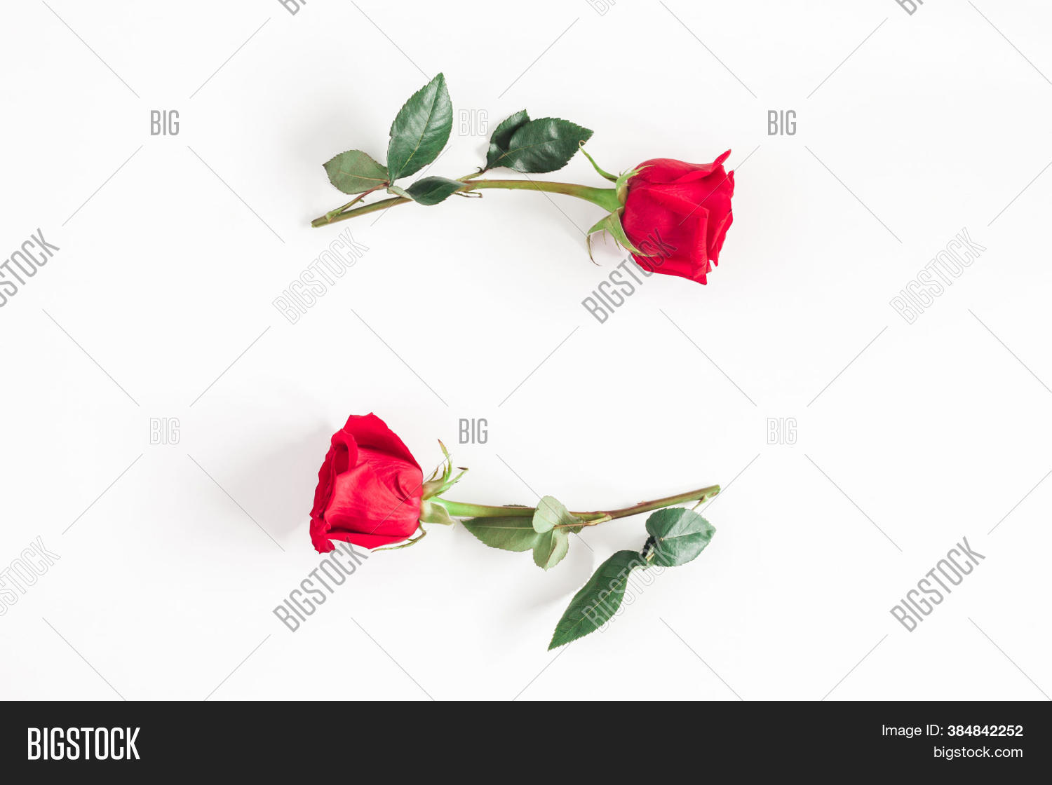 Rose Flower Background Image & Photo (Free Trial) | Bigstock