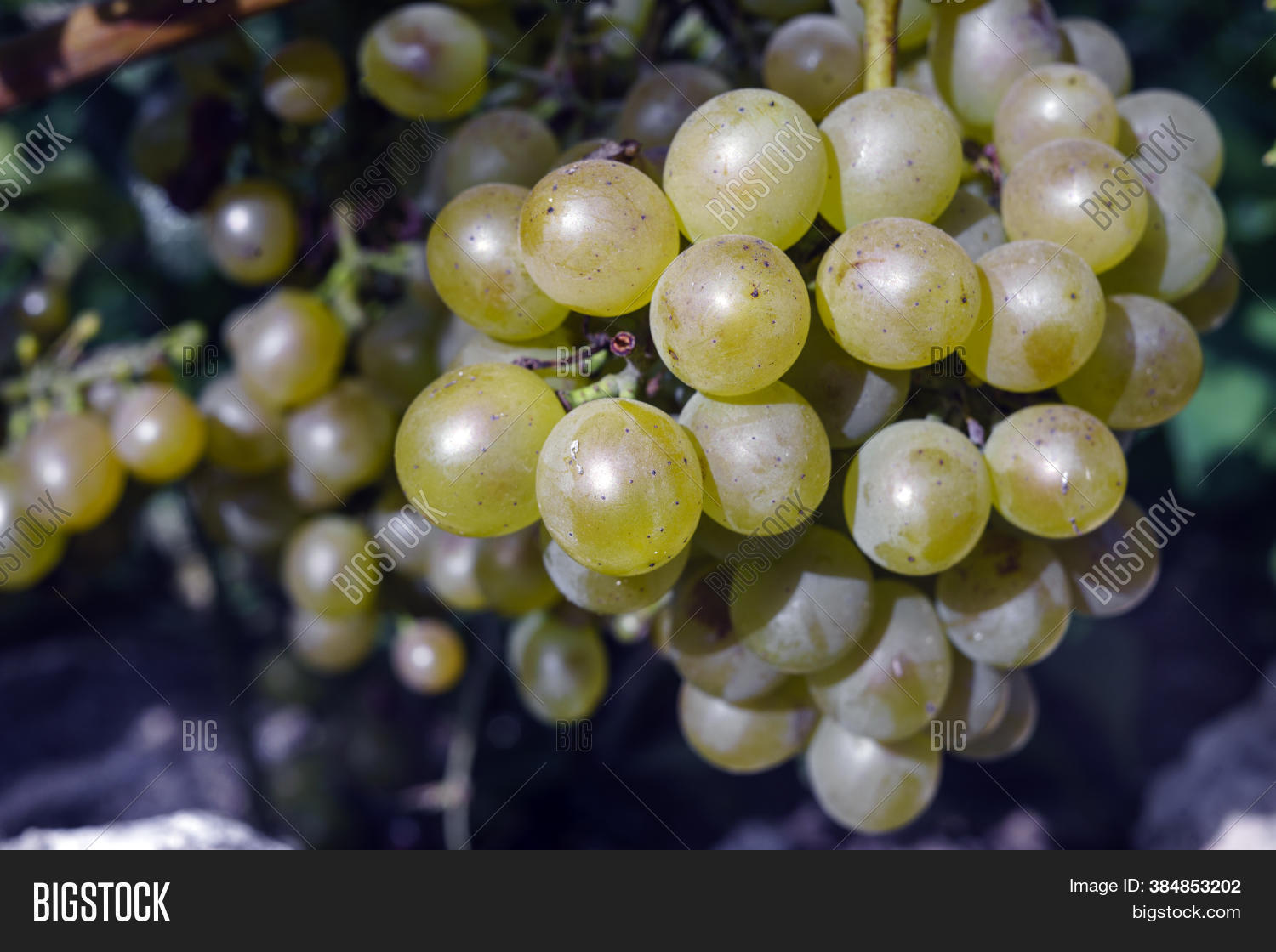 Grapevine Garden, Image & Photo (Free Trial) | Bigstock