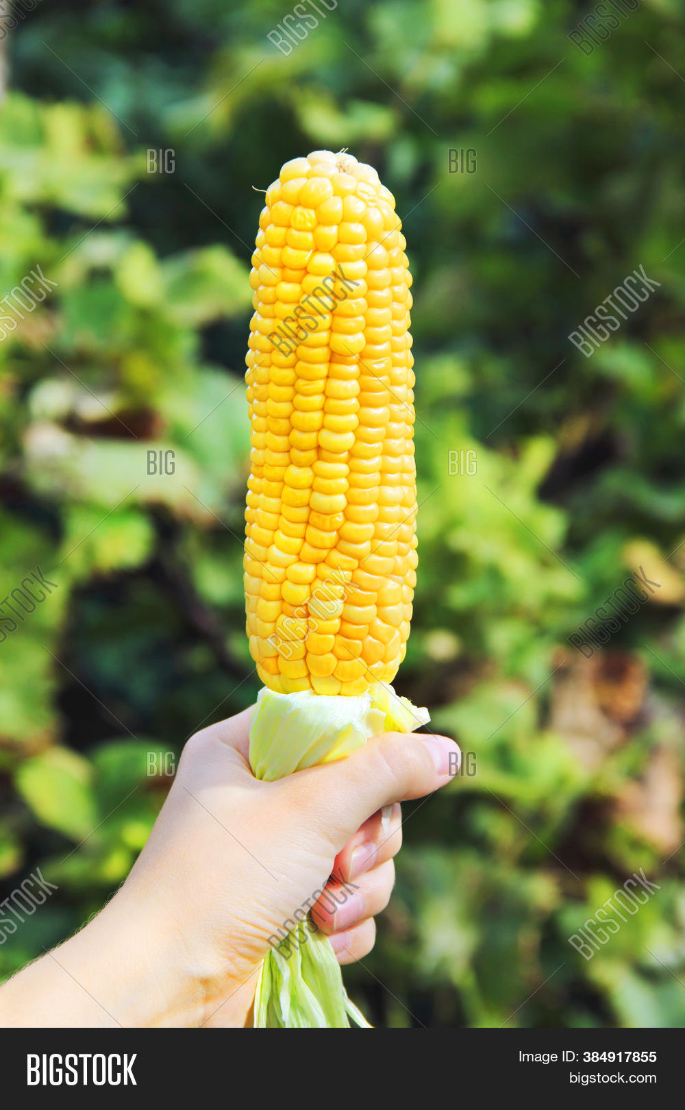 Corn. Yellow Corn Image & Photo (Free Trial) | Bigstock