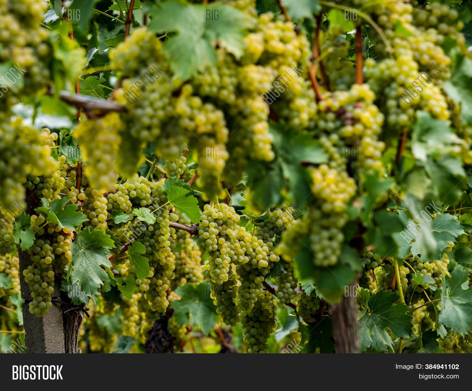 Grapes Ripe. Vintage Image & Photo (Free Trial) | Bigstock
