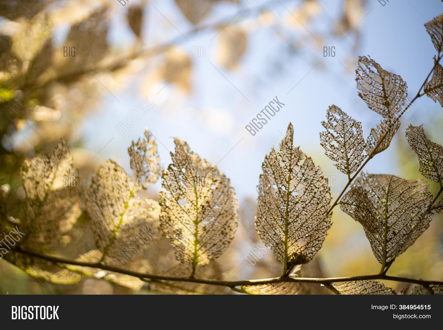 Frame Dried Skeleton Image & Photo (Free Trial) | Bigstock