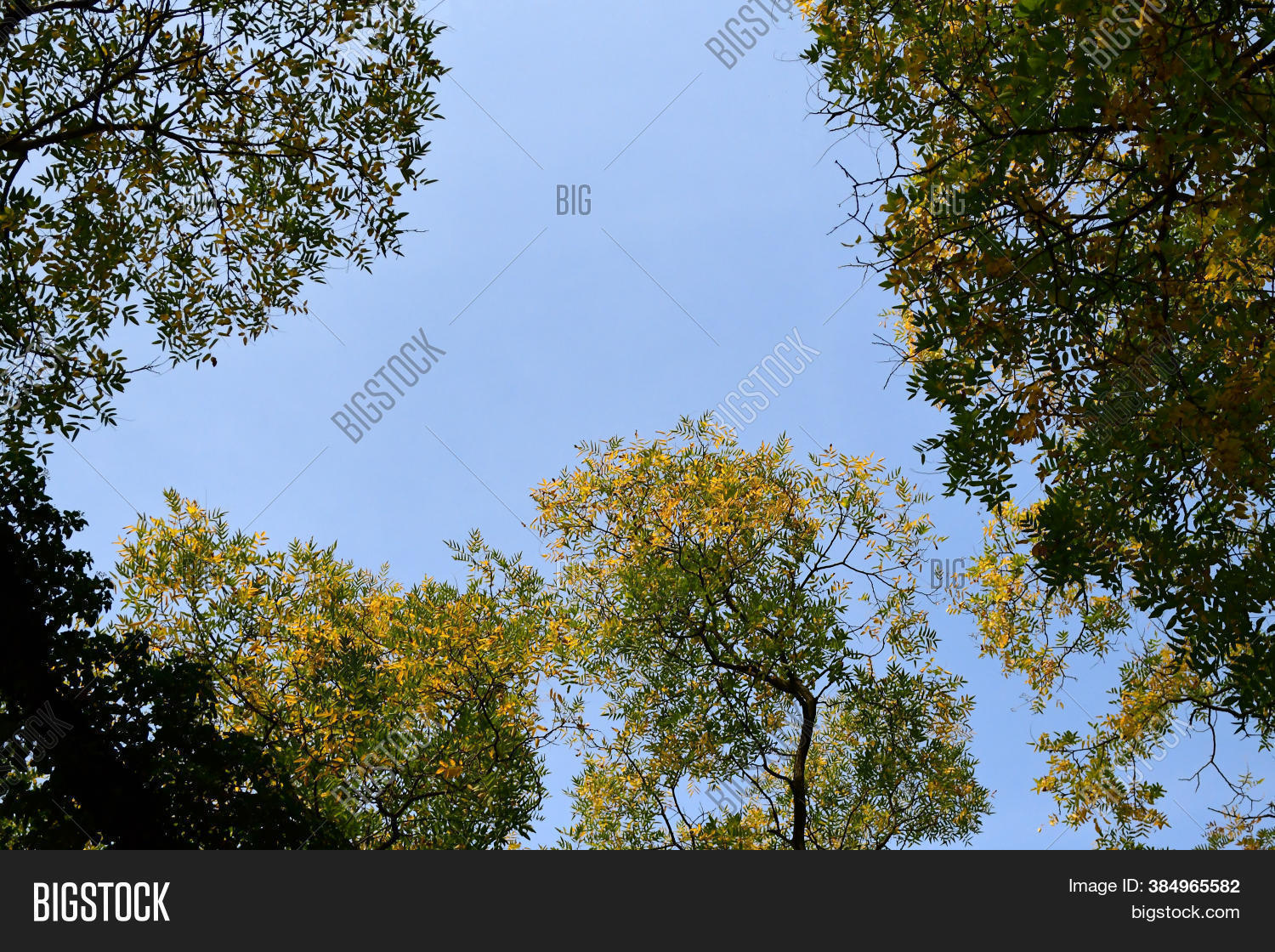 Trees Green Yellow Image & Photo (Free Trial) | Bigstock