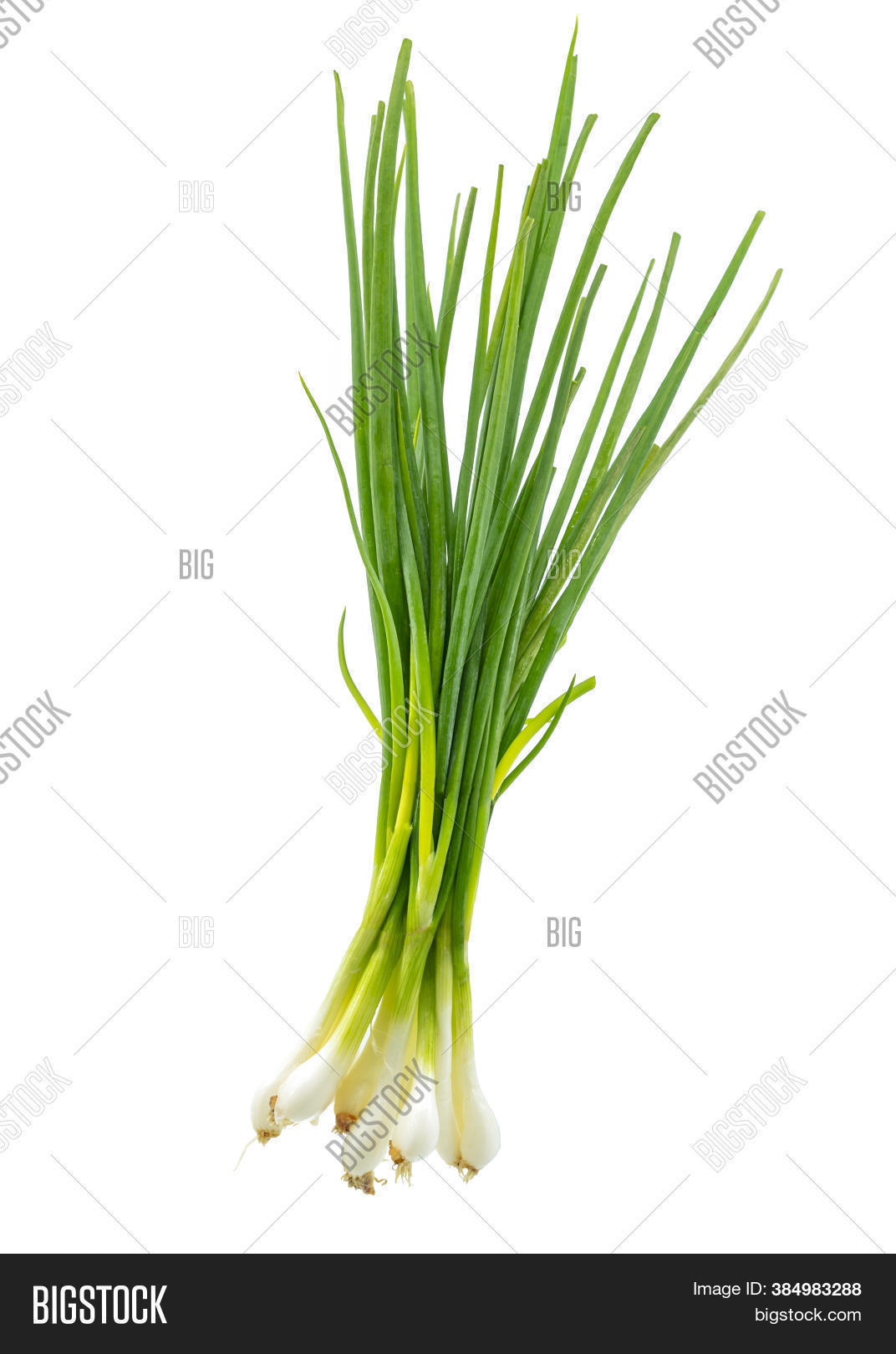 Isolated Scallion Image & Photo (Free Trial) | Bigstock