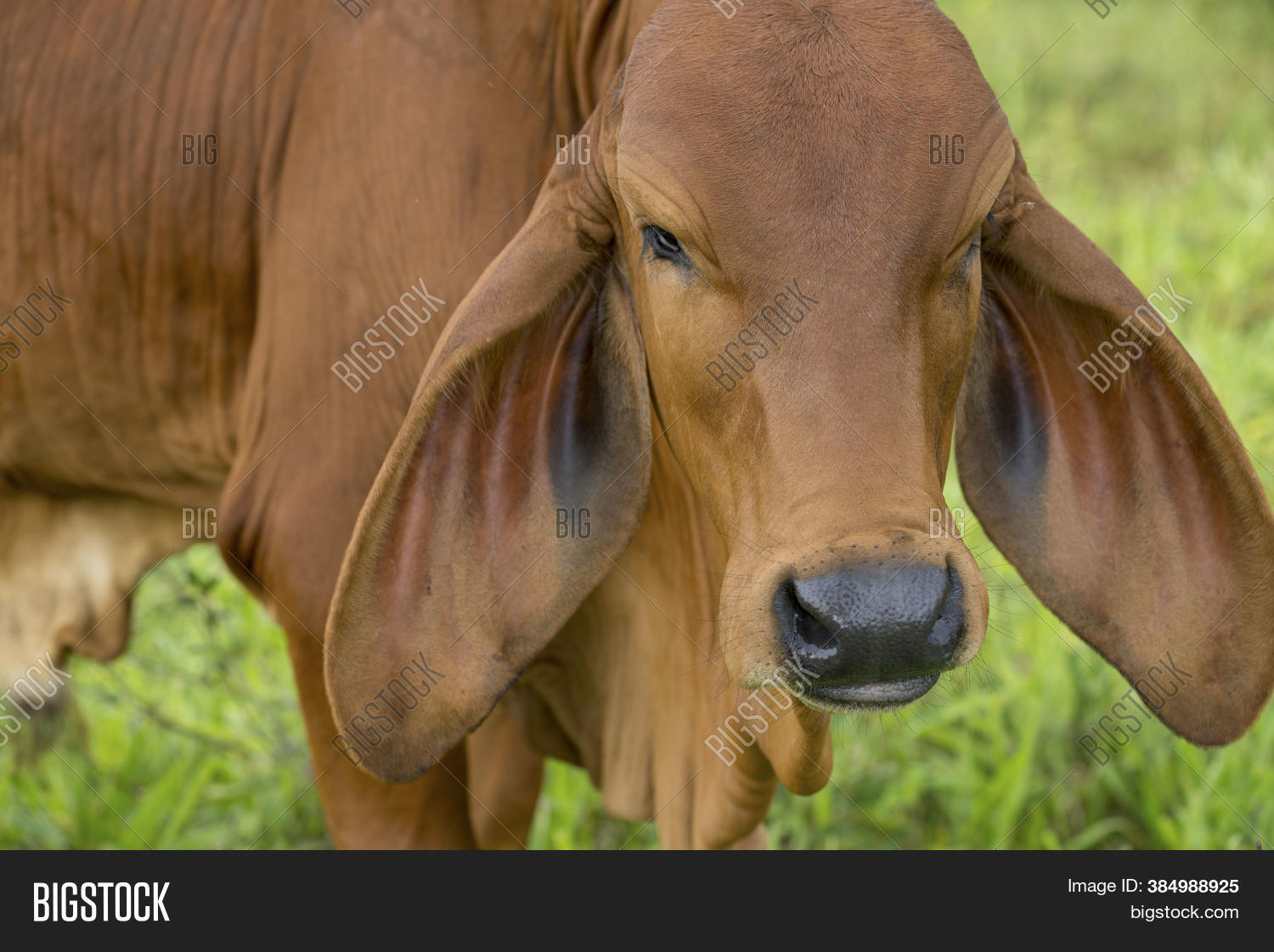 Close Young Cow's Head Image & Photo (Free Trial) | Bigstock