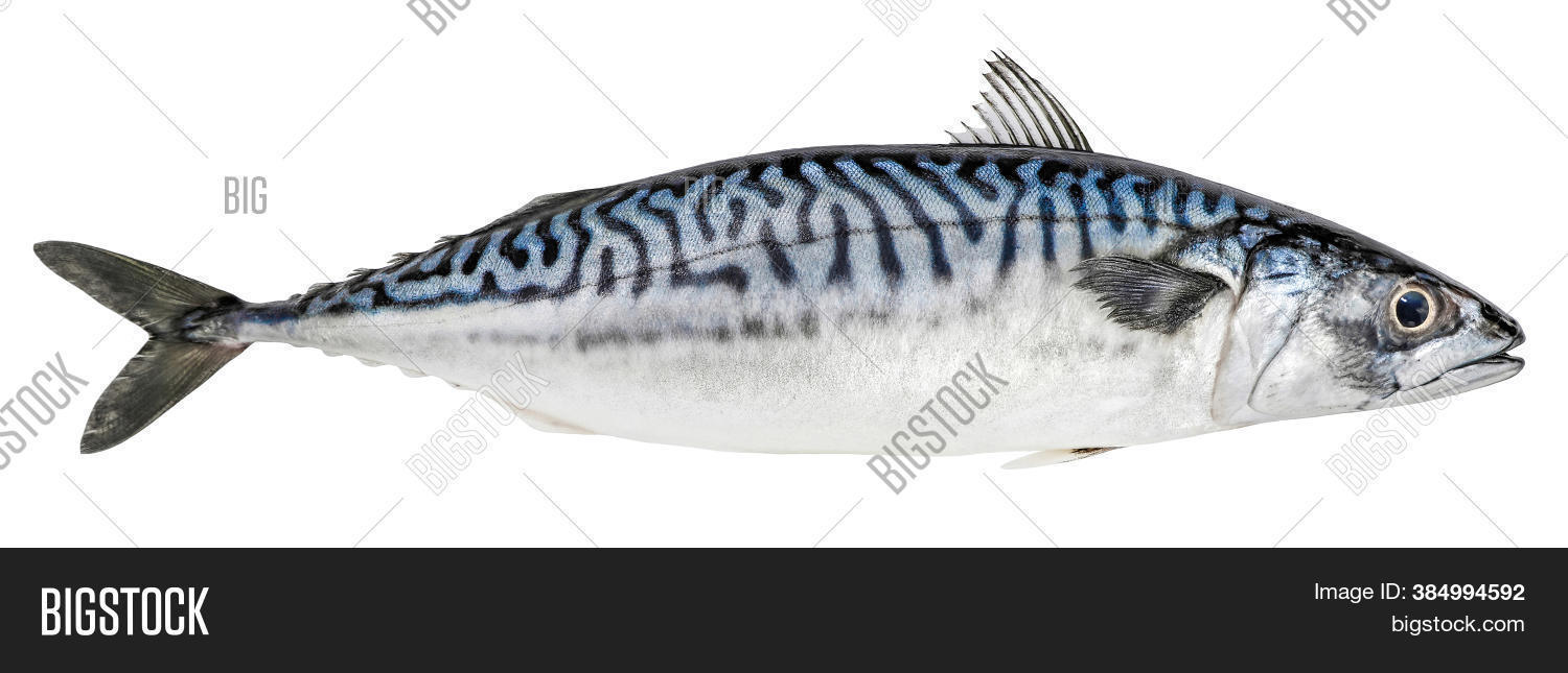 Mackerel Fish Isolated Image & Photo (Free Trial) | Bigstock