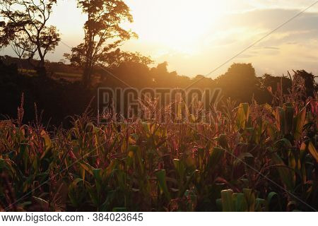 Sunset On Corn Field Image & Photo (Free Trial) | Bigstock