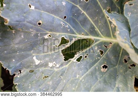 Cabbage Diseases. Image & Photo (Free Trial) | Bigstock