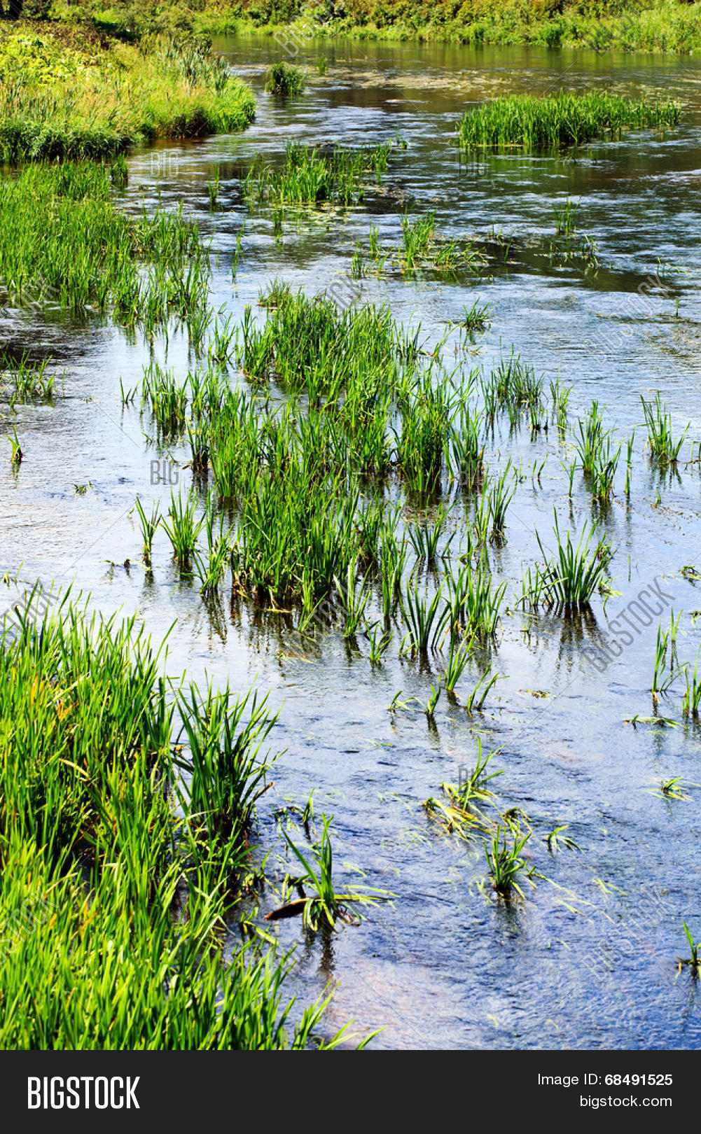Algae River Image & Photo (Free Trial) | Bigstock