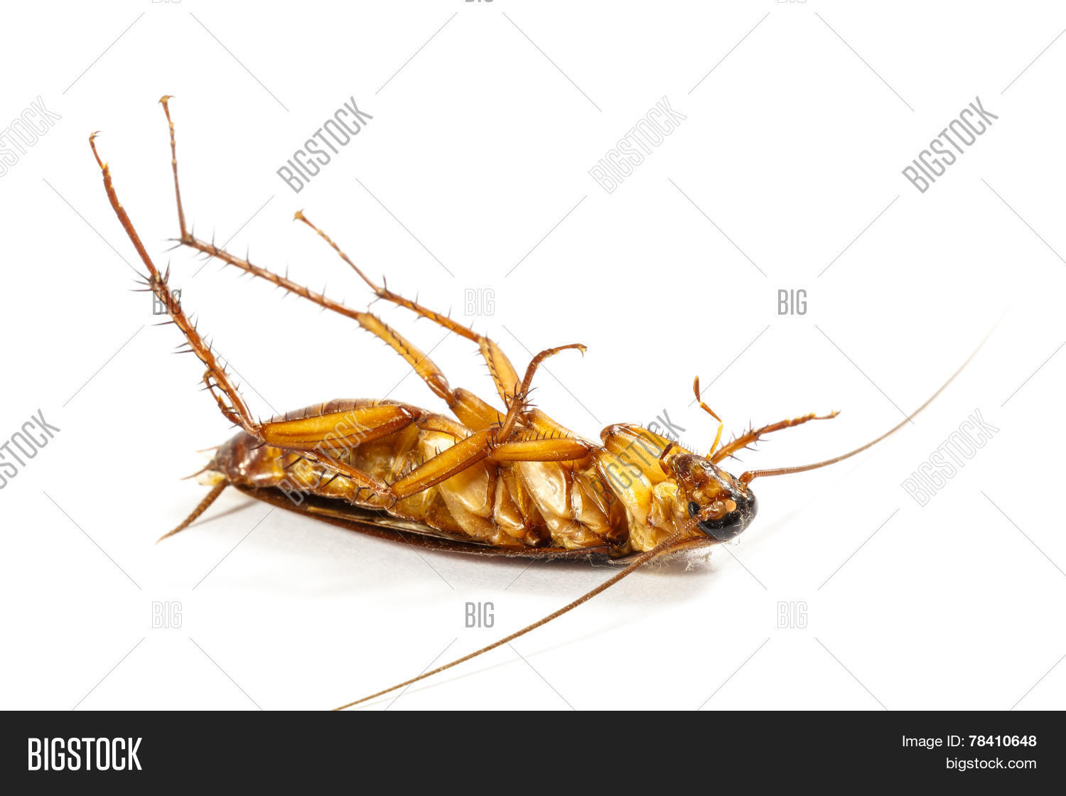 Cockroach Turn Face Image & Photo (Free Trial) | Bigstock