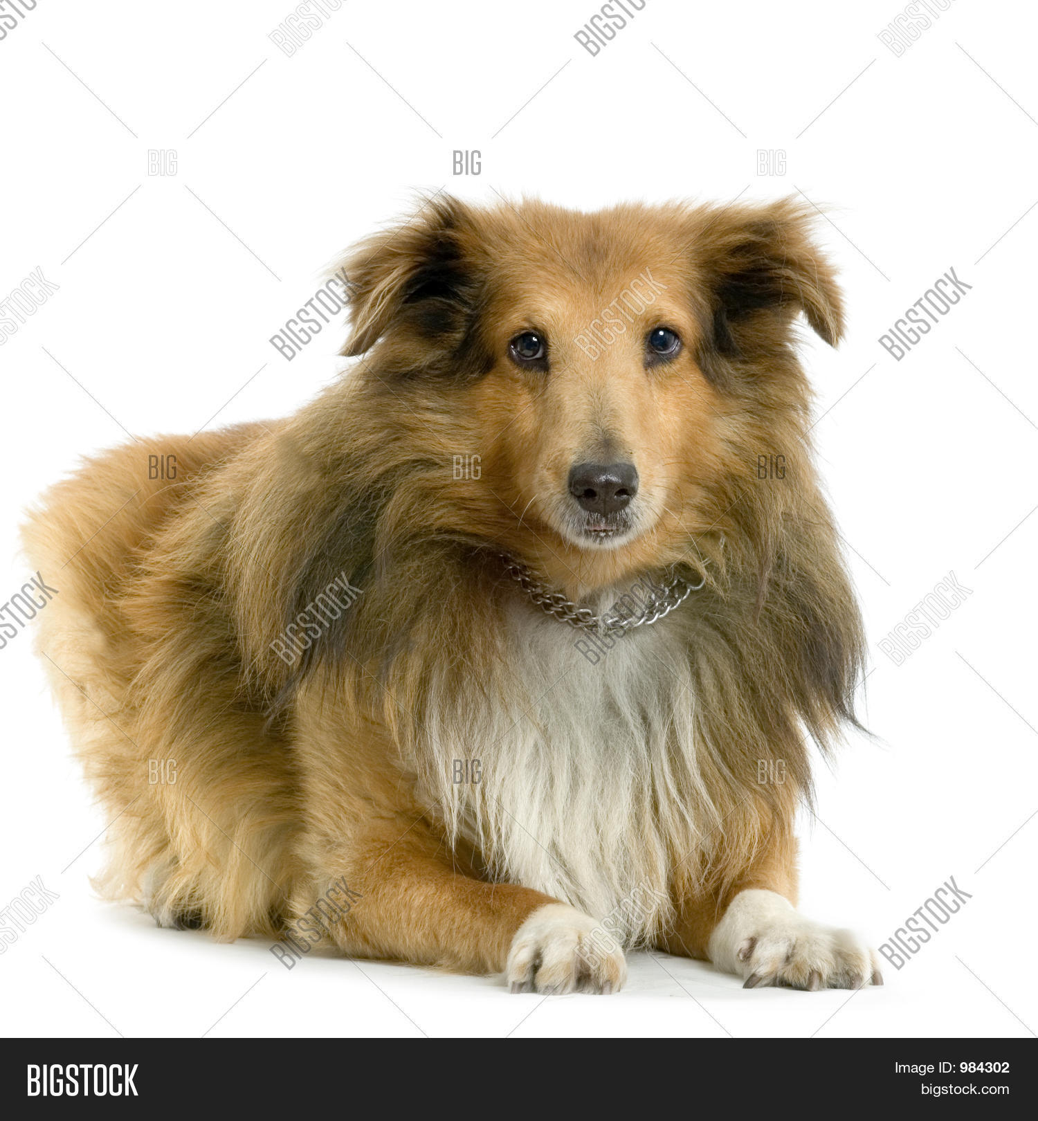 Sheltie Image & Photo (Free Trial) | Bigstock