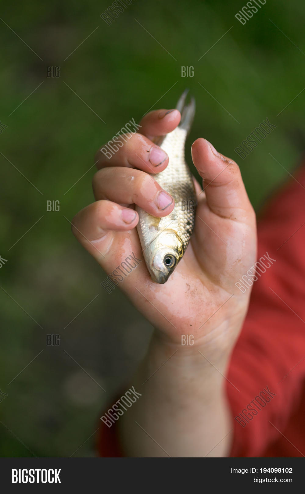 Caught Small Fish Image & Photo (Free Trial) | Bigstock