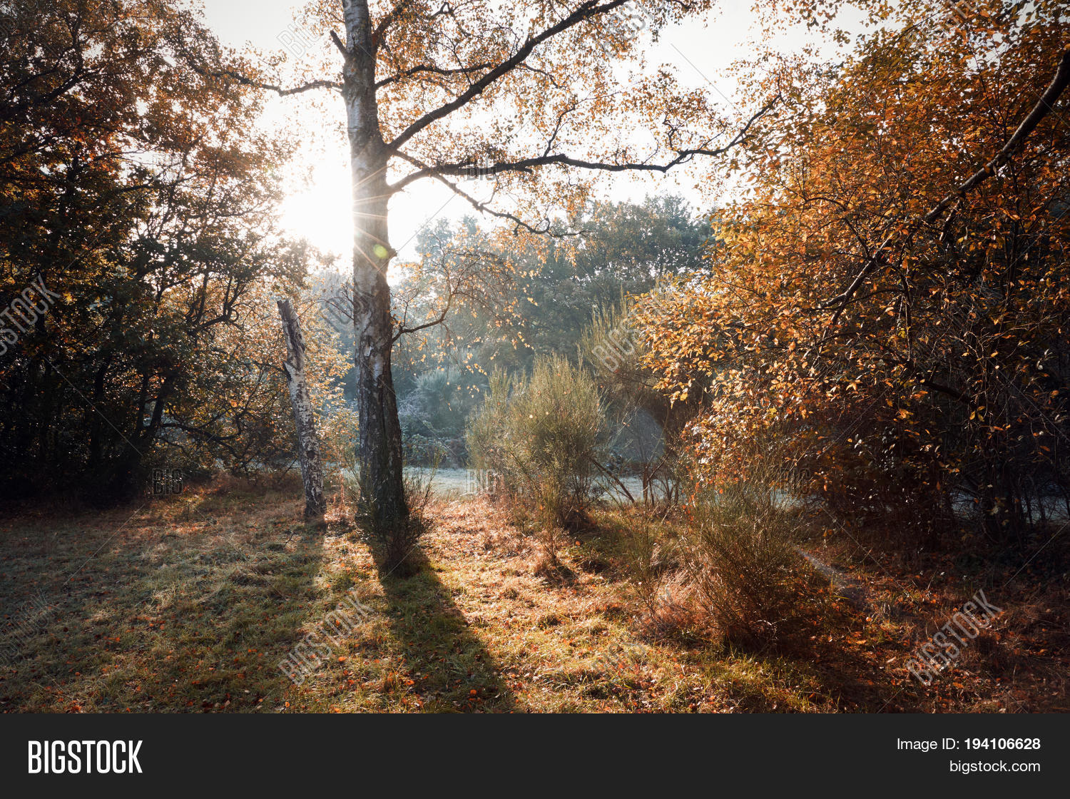 Burnham Beeches, UK - Image & Photo (Free Trial) | Bigstock