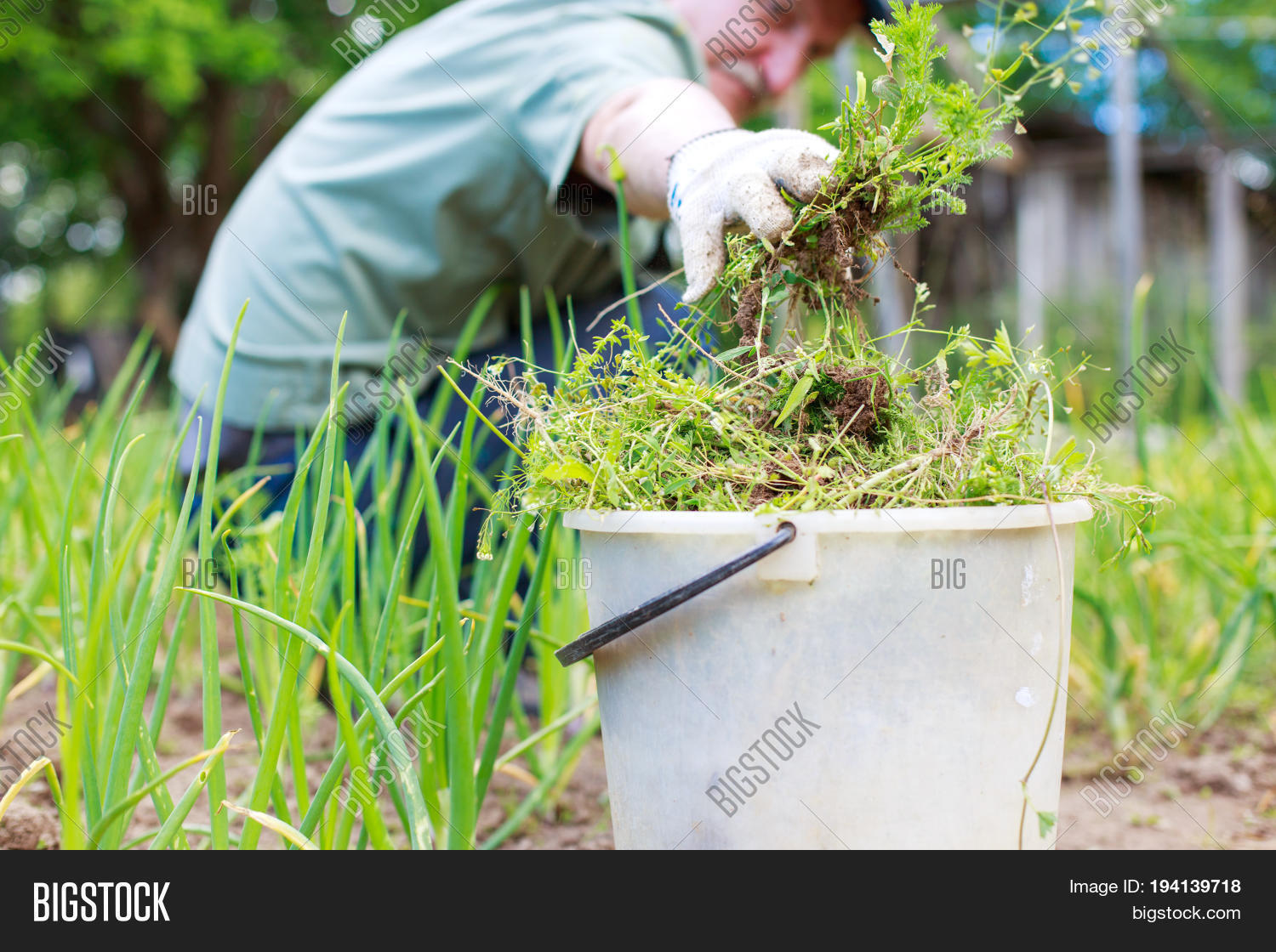 Man Weeding Beds. Man Image & Photo (Free Trial) | Bigstock